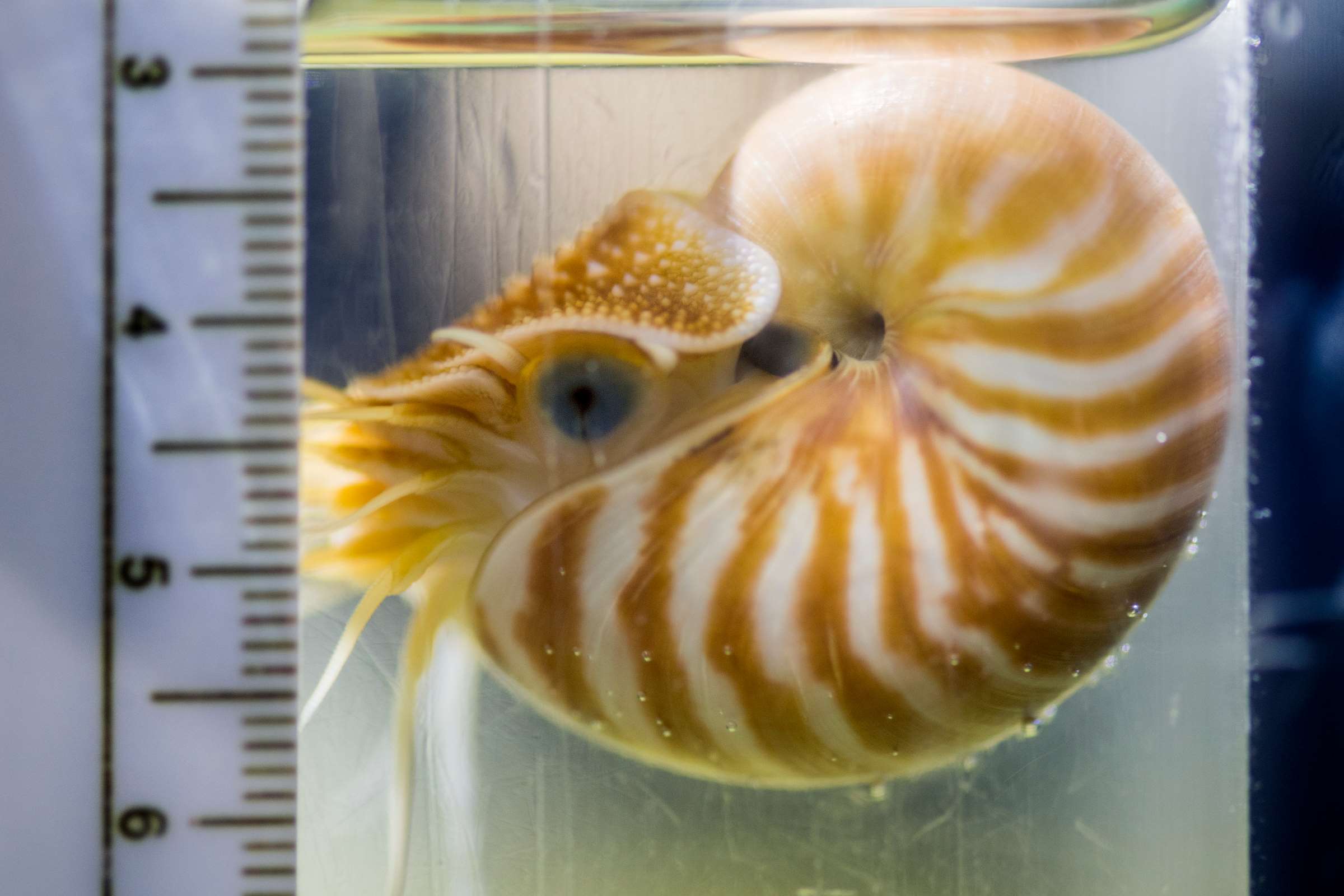 A chamber of nautilus secrets |Stories | Monterey Bay Aquarium