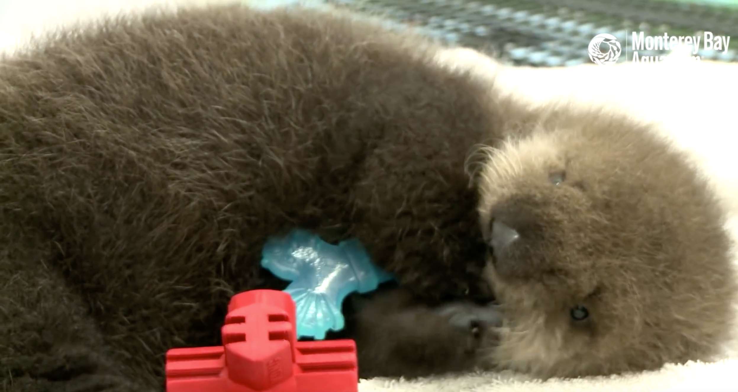 Life of a rescued sea otter | Stories | Monterey Bay Aquarium