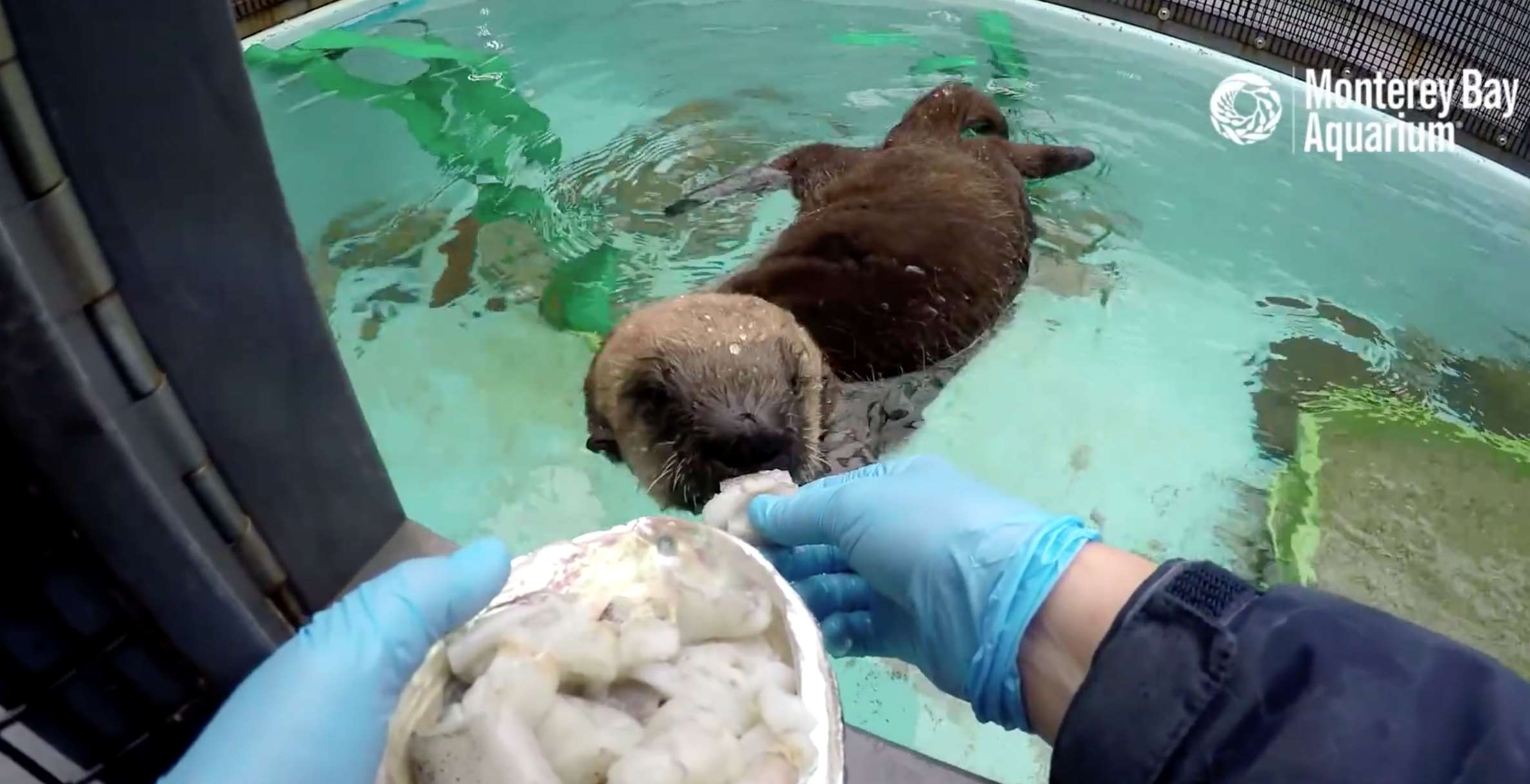 Life of a rescued sea otter | Stories | Monterey Bay Aquarium