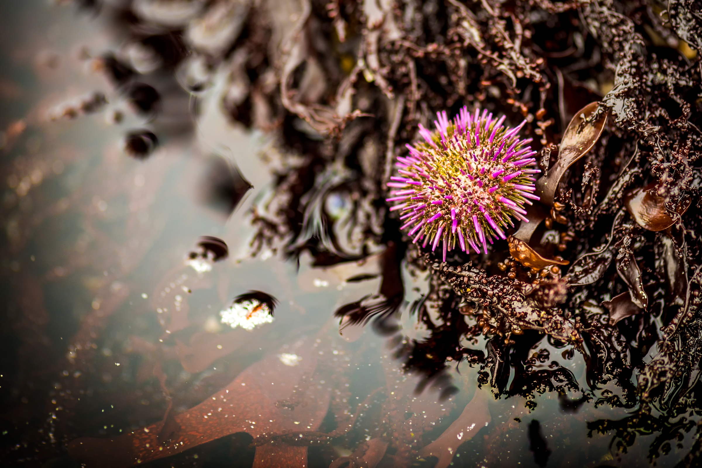 King tides 101 | Monterey Bay Aquarium