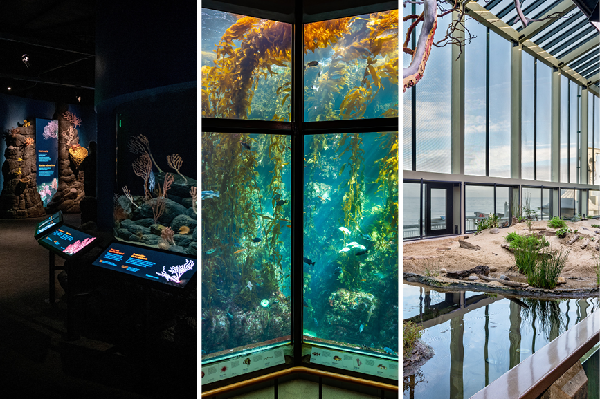 Untangling the mysteries of deep-sea food webs | Stories | Monterey Bay ...