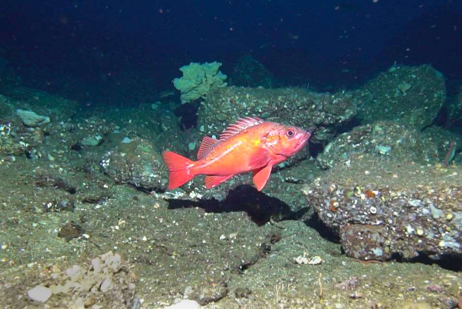 Counting fish like a BOSS | Stories | Monterey Bay Aquarium