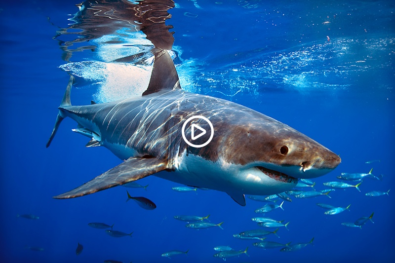 Sea toad | Animals | Monterey Bay Aquarium