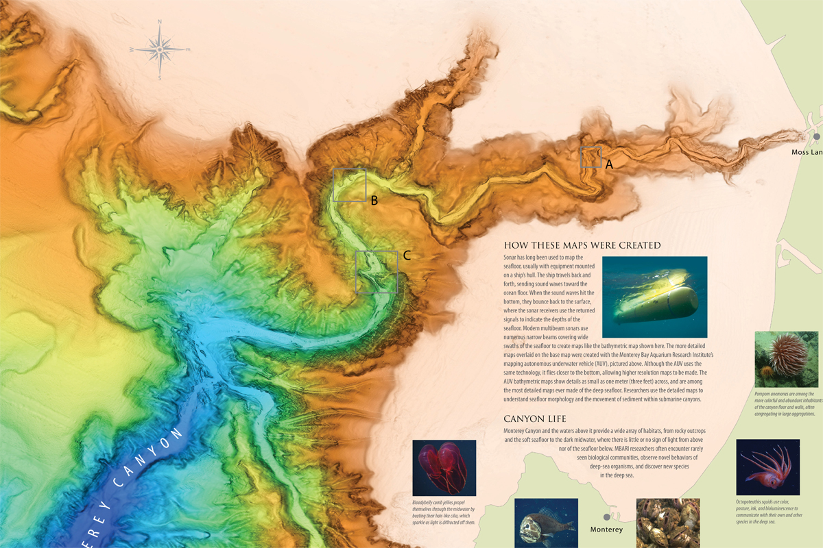 Deep sea | Habitat | Monterey Bay Aquarium