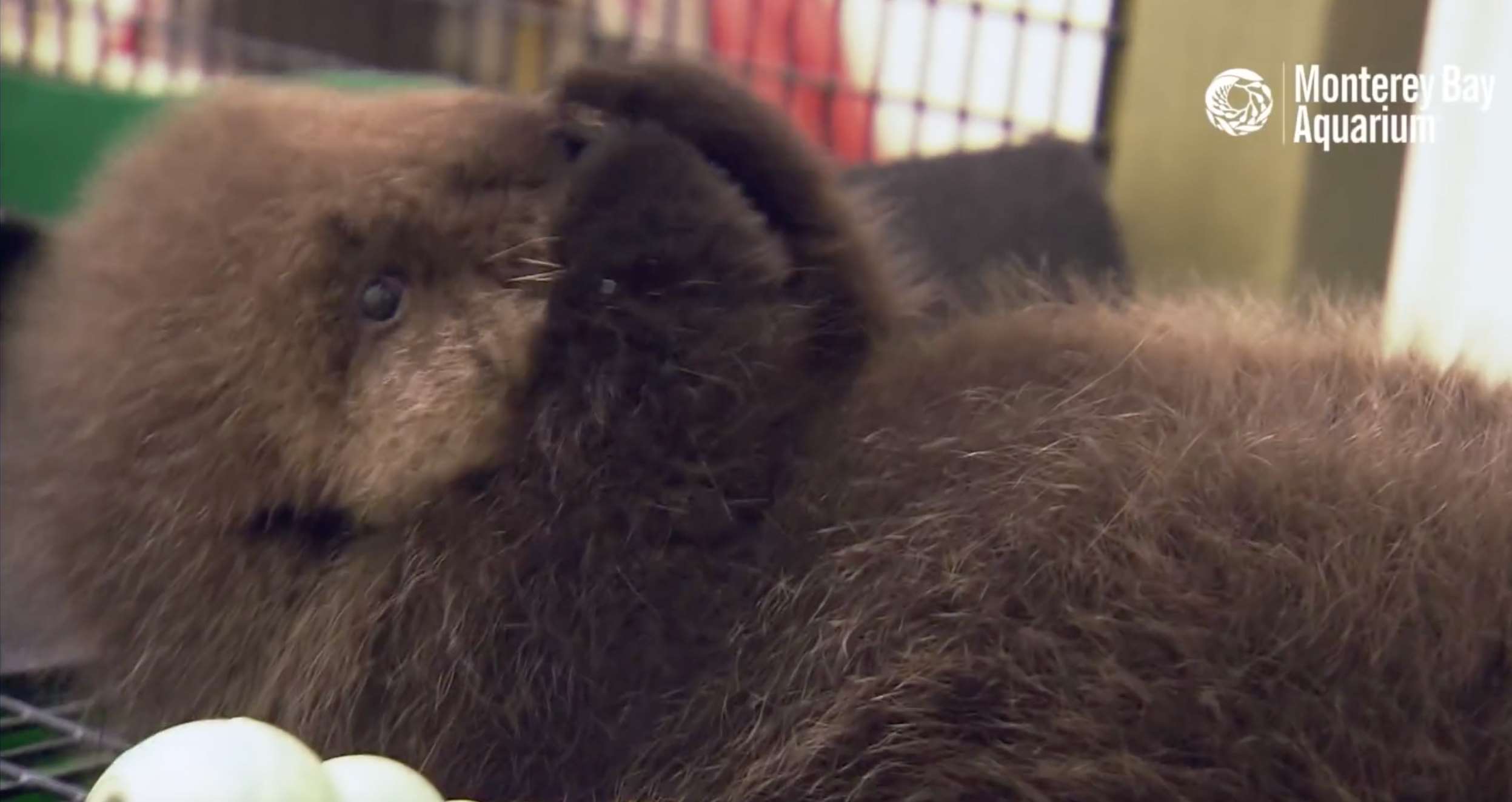 Life of a rescued sea otter | Stories | Monterey Bay Aquarium