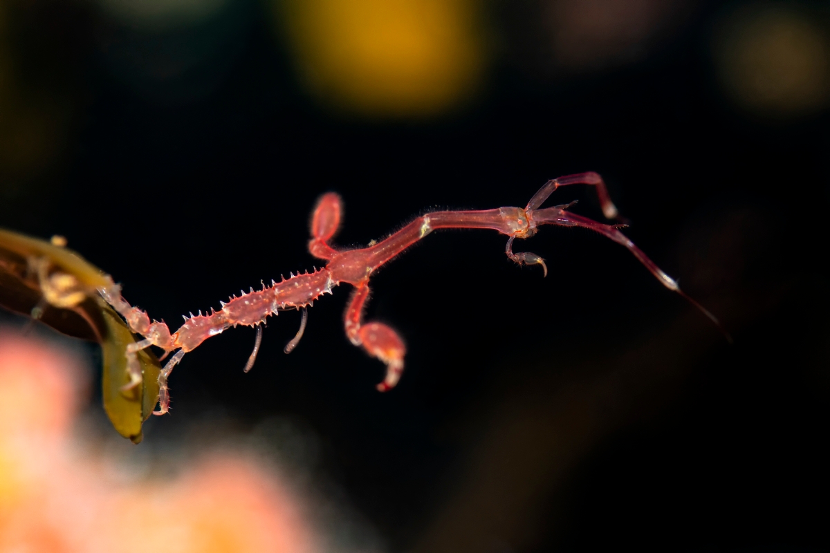 Skeleton shrimp | Animals | Monterey Bay Aquarium