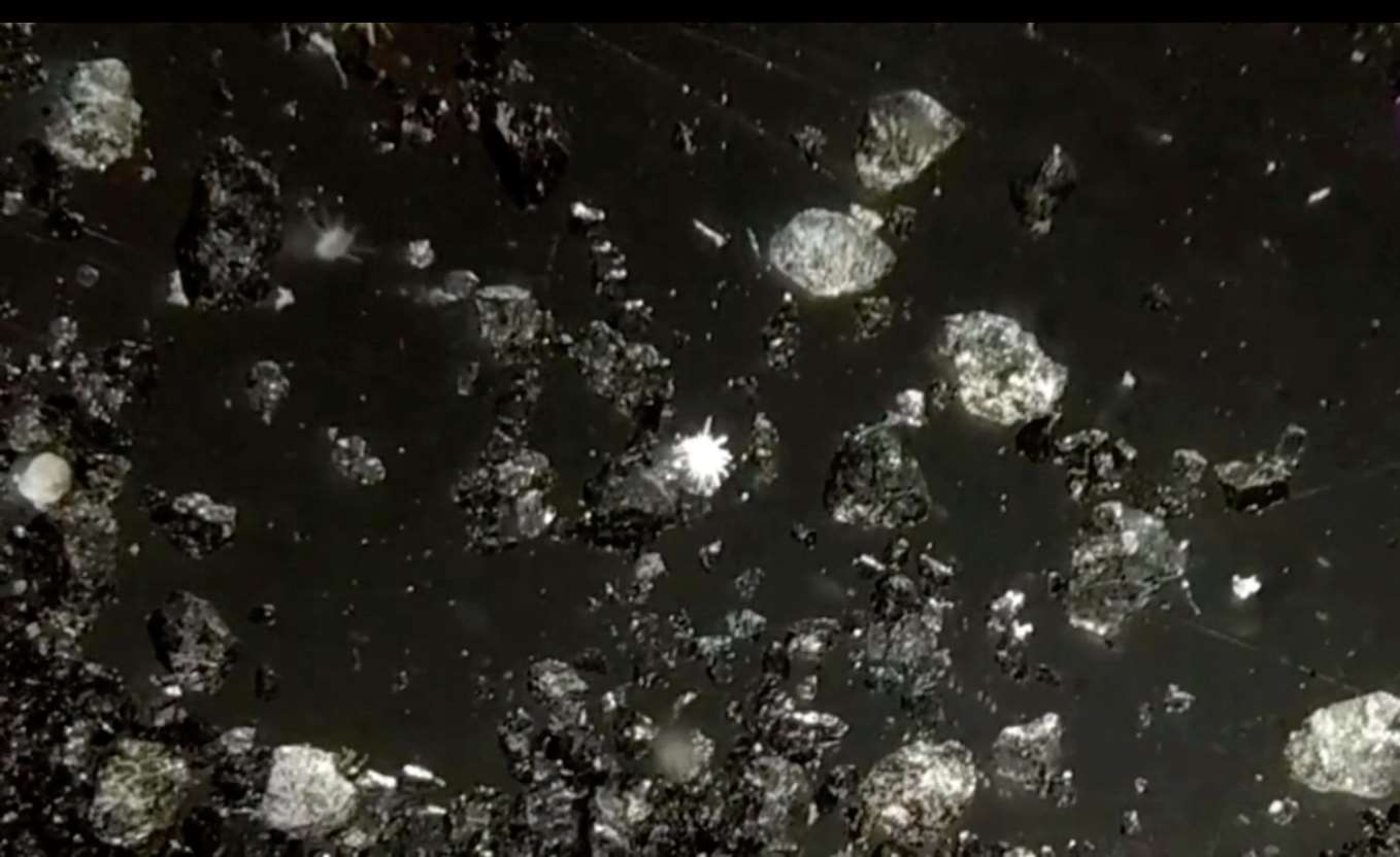 Life of a baby sand dollar | Stories | Monterey Bay Aquarium