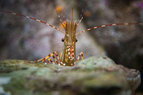 Shrimp Week | Special Event | Monterey Bay Aquarium