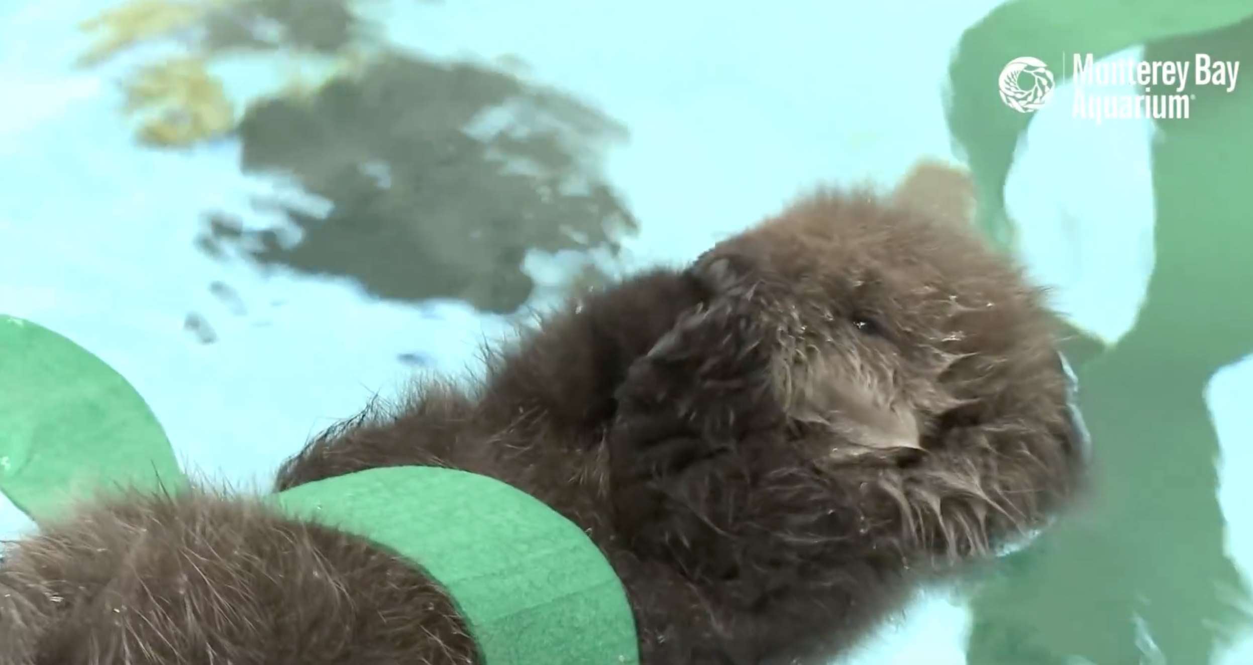 Life of a rescued sea otter | Stories | Monterey Bay Aquarium