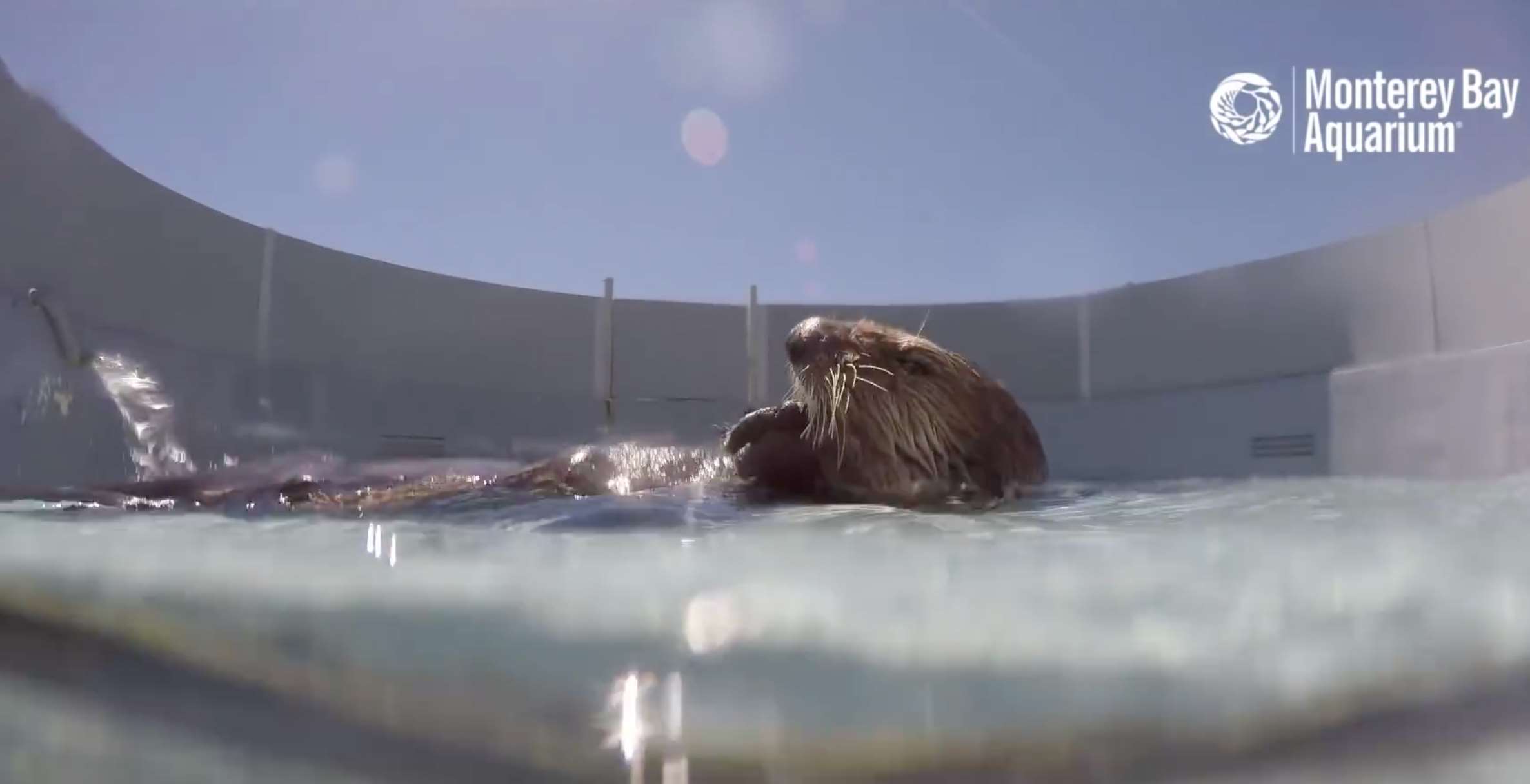 Life of a rescued sea otter | Stories | Monterey Bay Aquarium