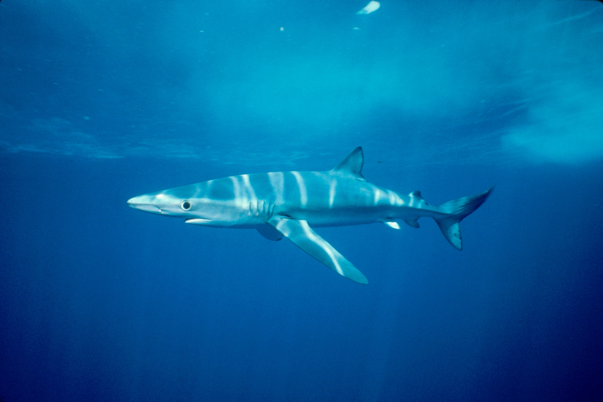 Hunting for truth about the global shark fin trade | Stories | Monterey ...