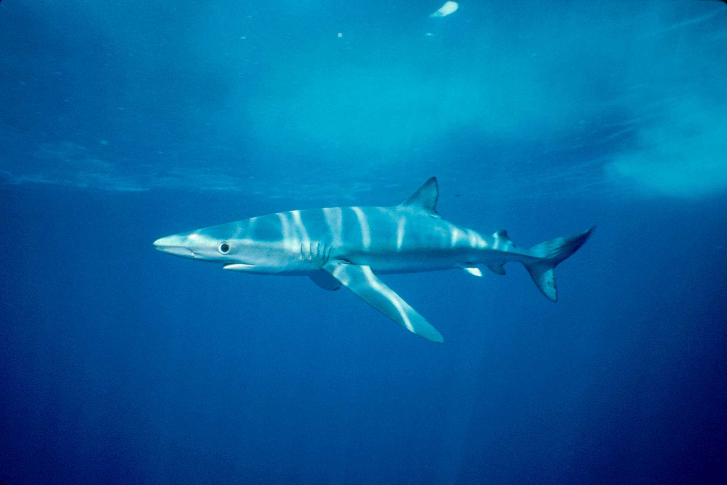 Hunting for truth about the global shark fin trade | Stories | Monterey ...