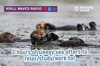Sea Otter Awareness Week | Special Event | Monterey Bay Aquarium