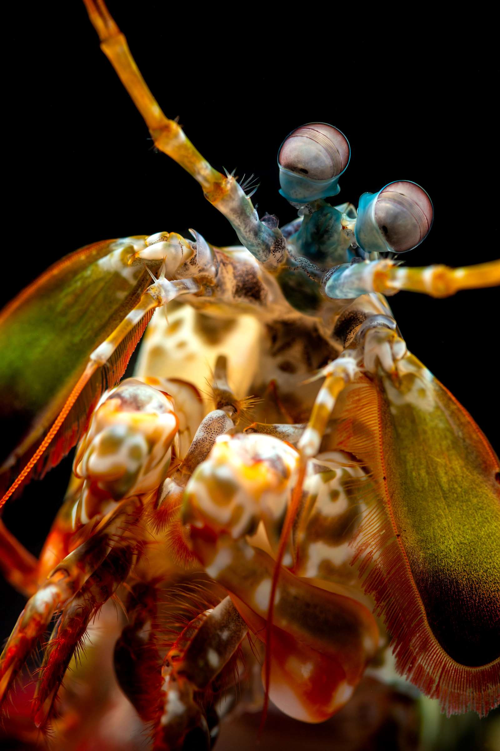 Mantis shrimp