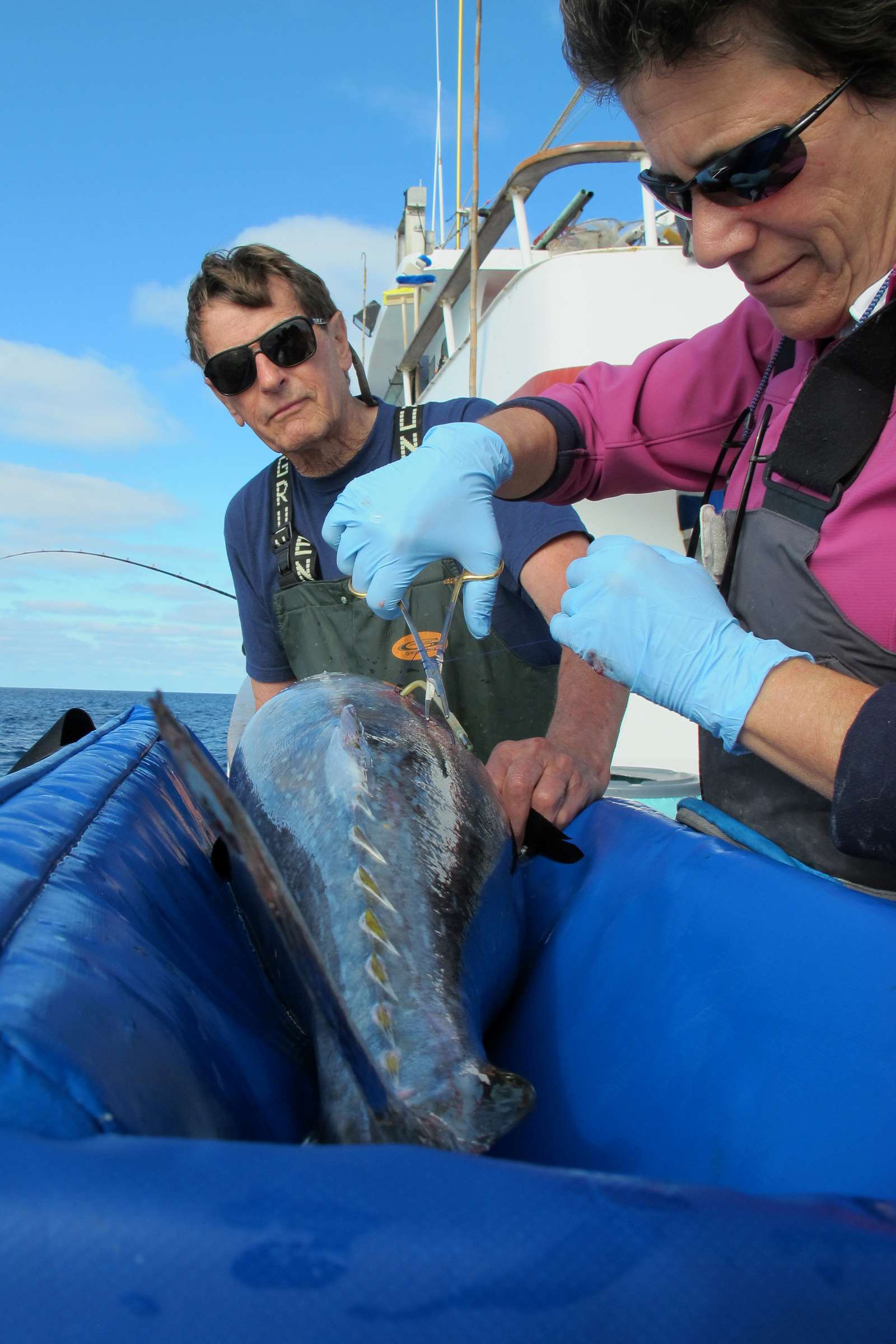 Pacific bluefin tuna