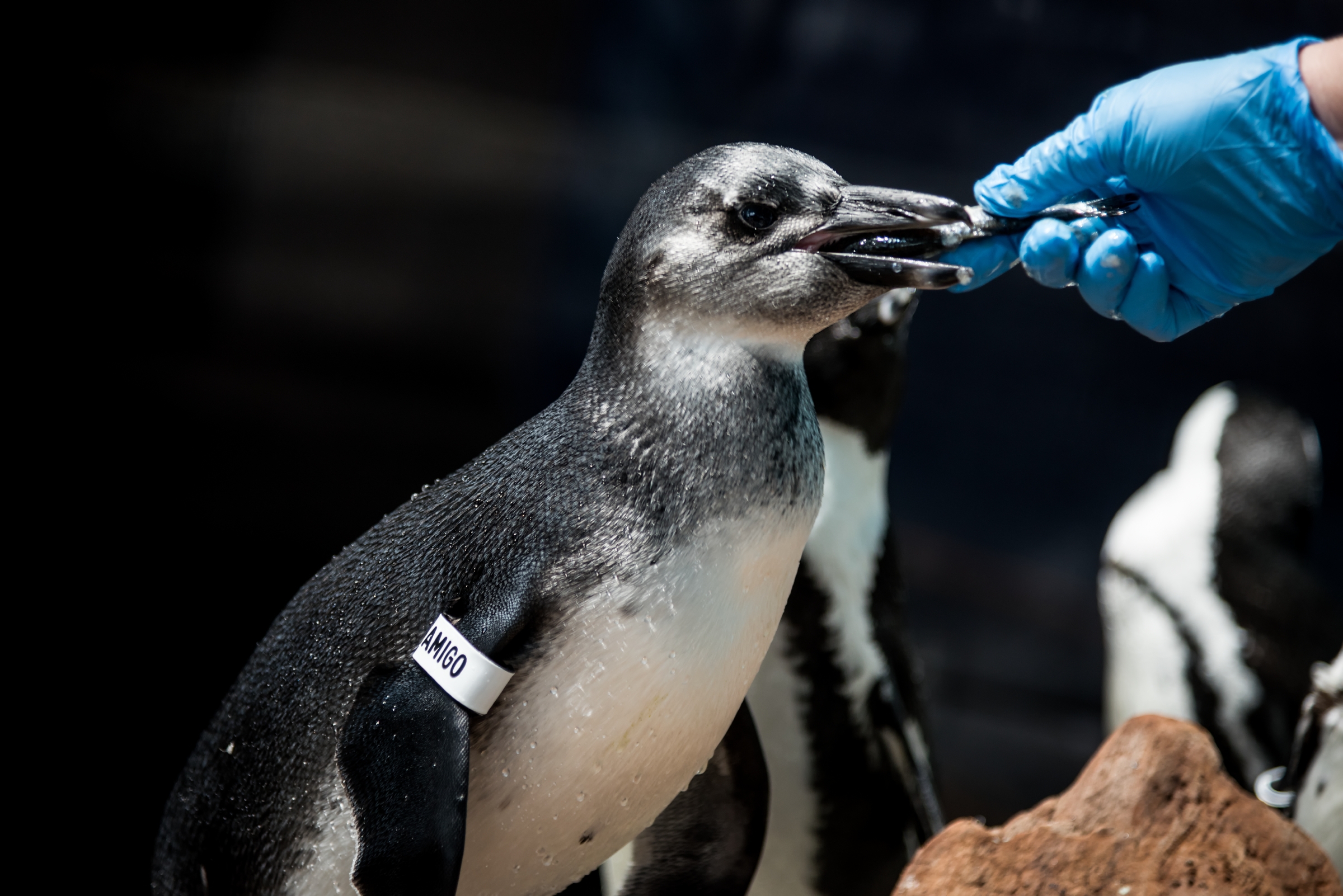 Free Science Curriculum | Grades K-12 | Monterey Bay Aquarium