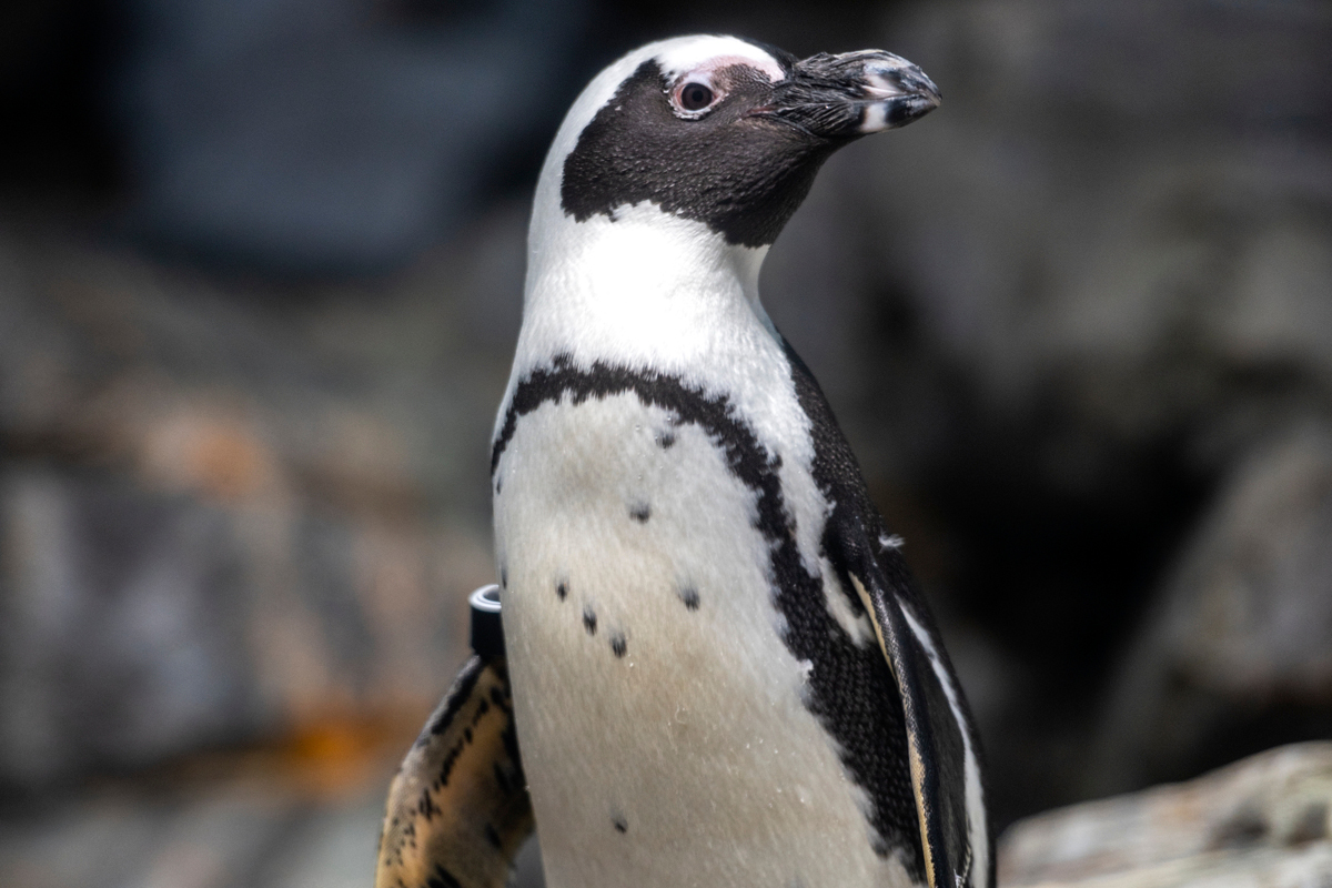 Common murre | Animals | Monterey Bay Aquarium