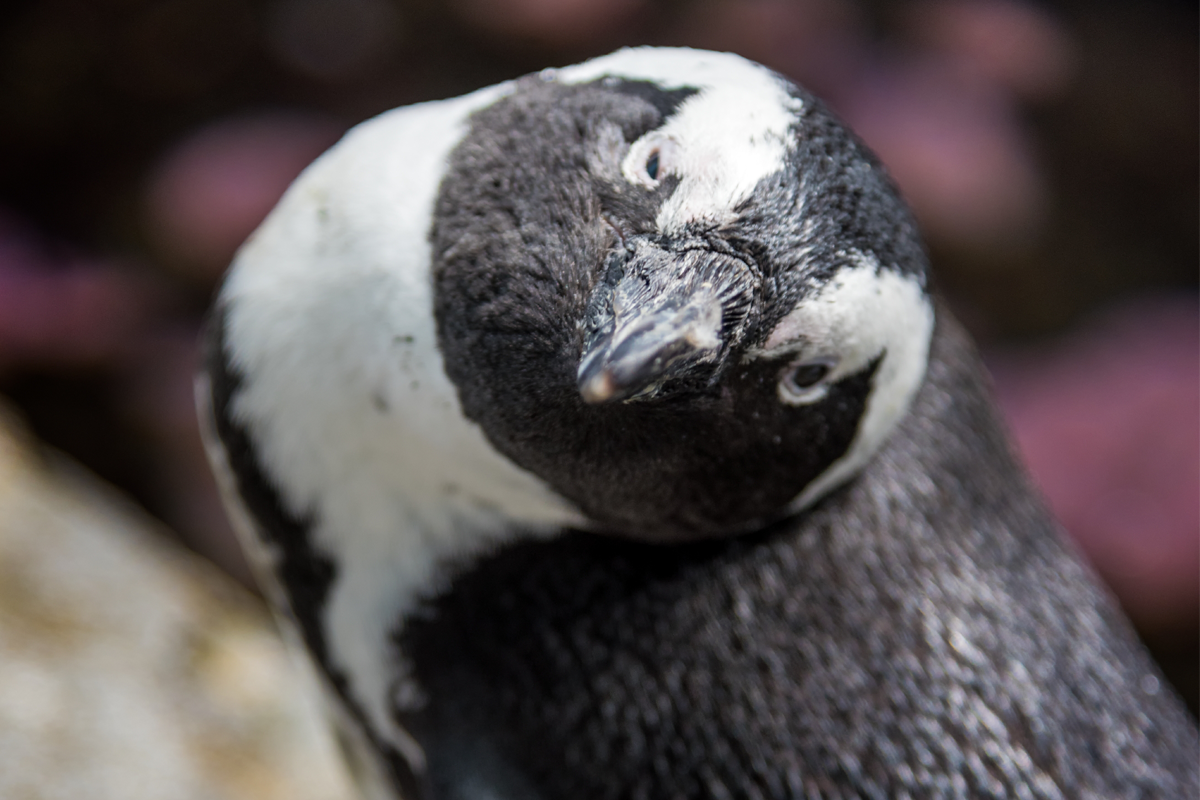 Penguin | Live cam | Monterey Bay Aquarium