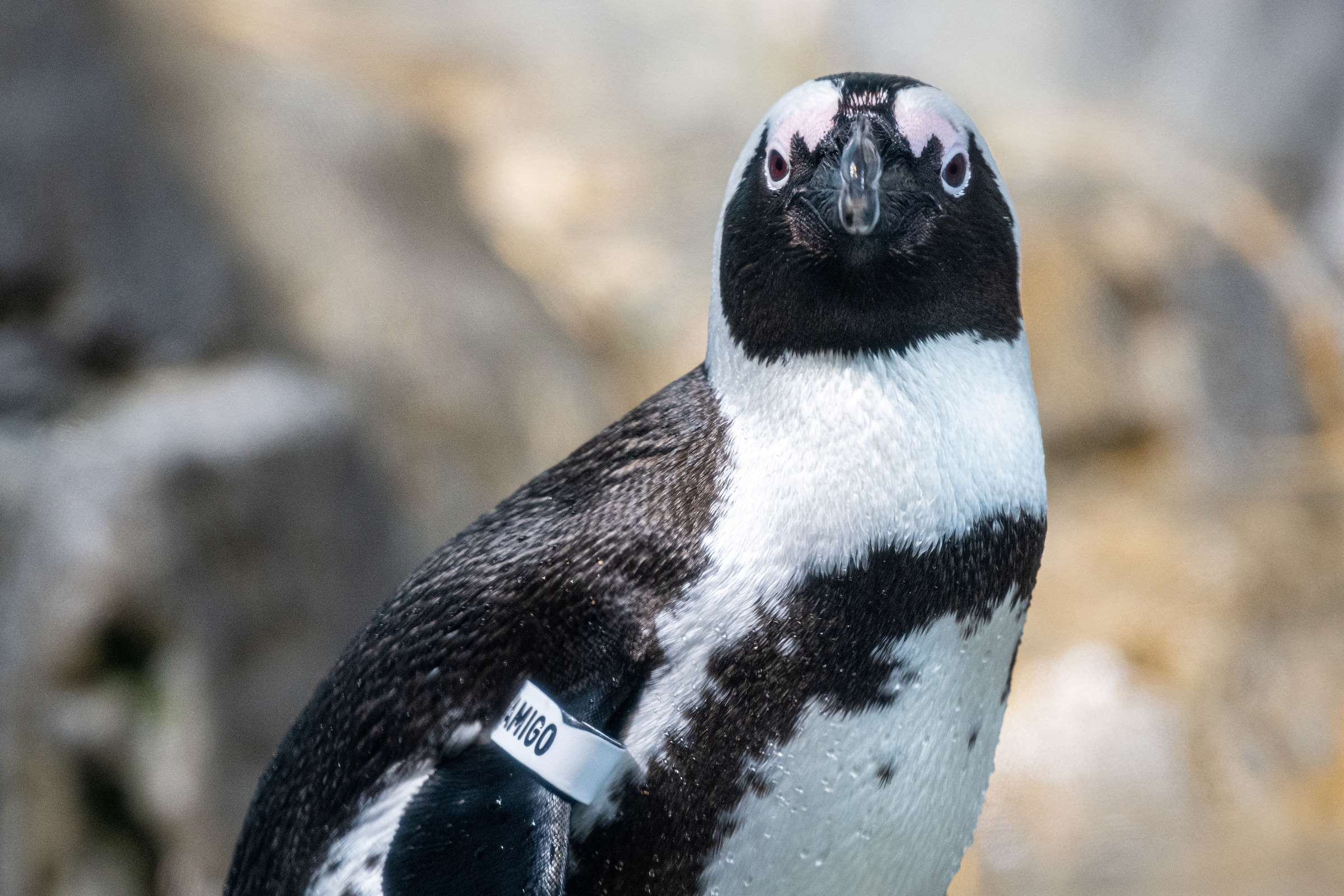 Penguin | Live cam | Monterey Bay Aquarium