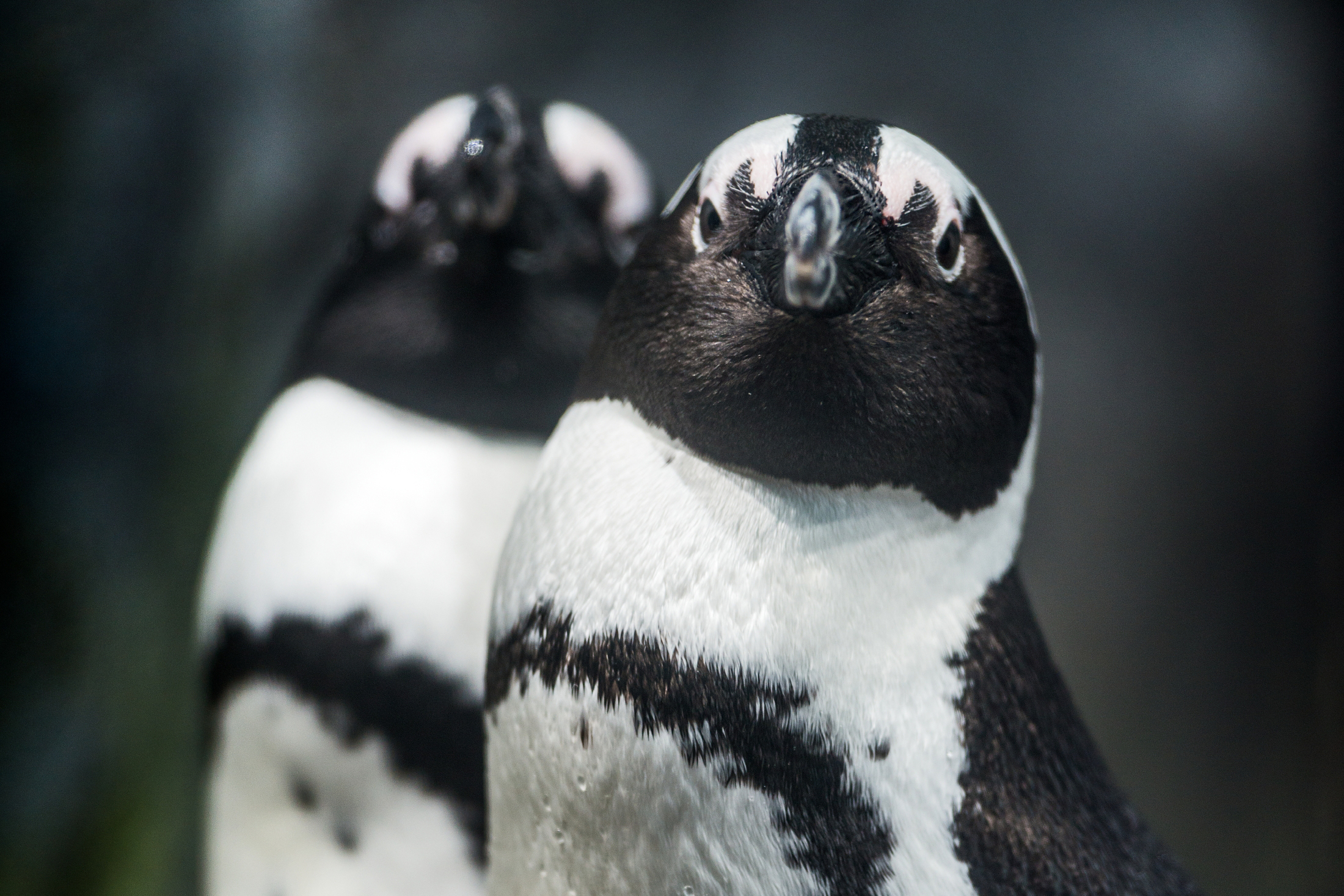 Penguin | Live cam | Monterey Bay Aquarium