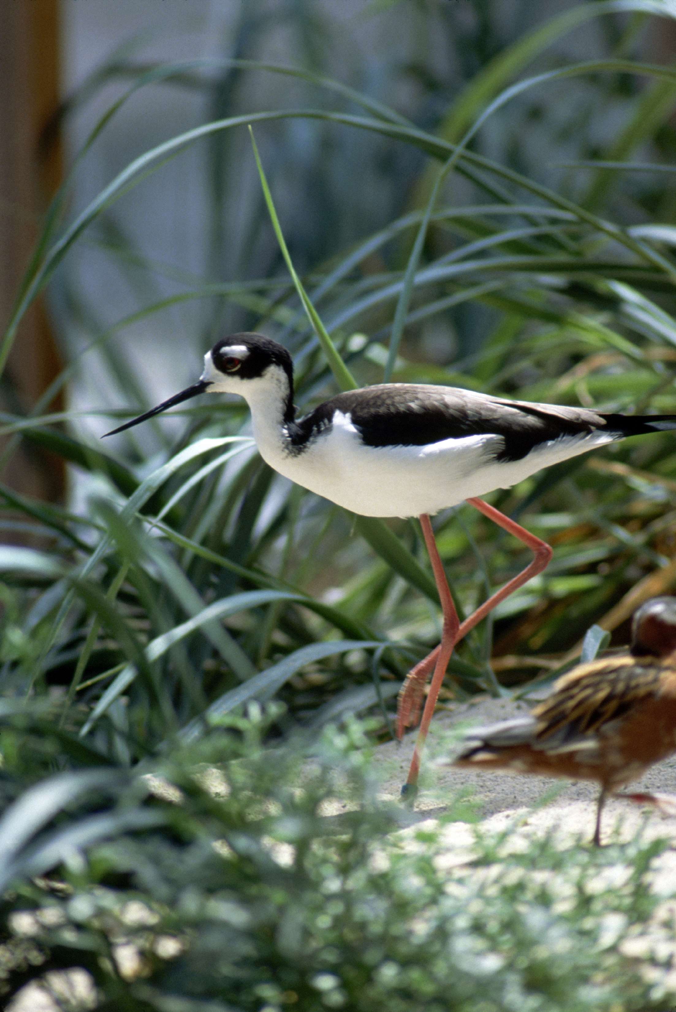 Black-necked stilt | Animals | Monterey Bay Aquarium