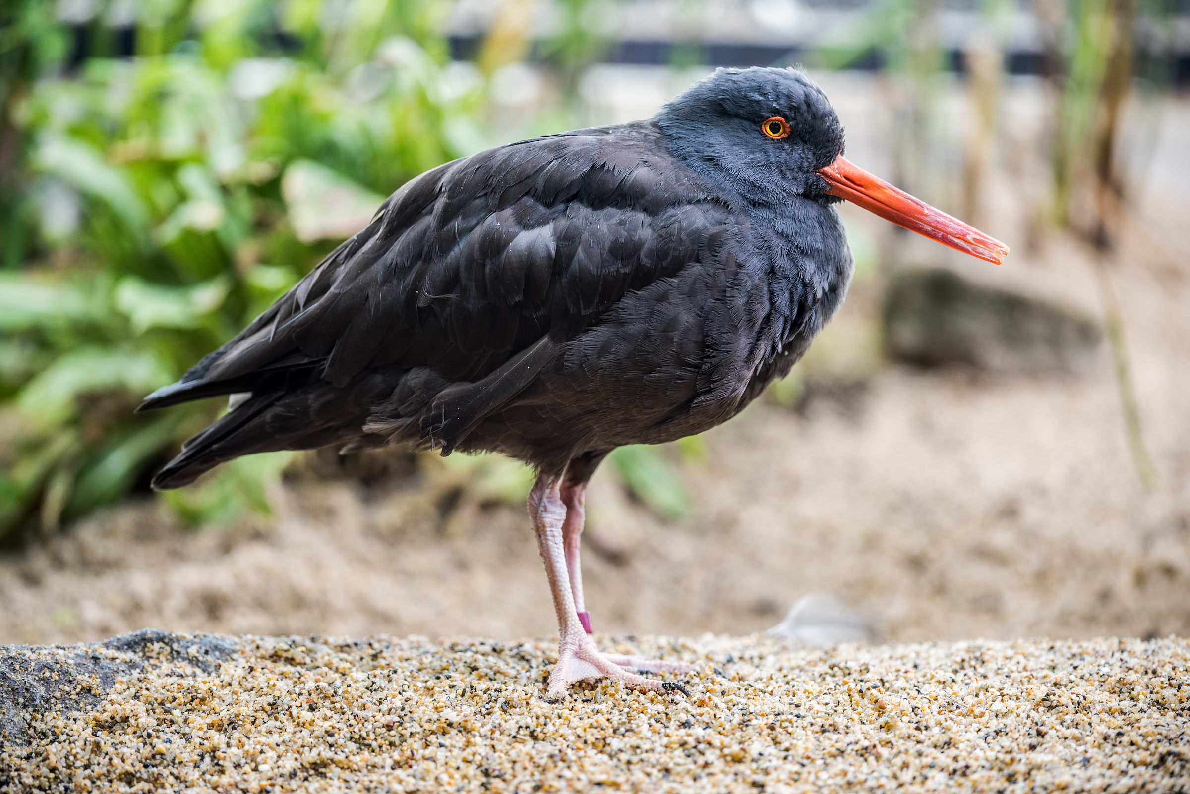 Common murre | Animals | Monterey Bay Aquarium