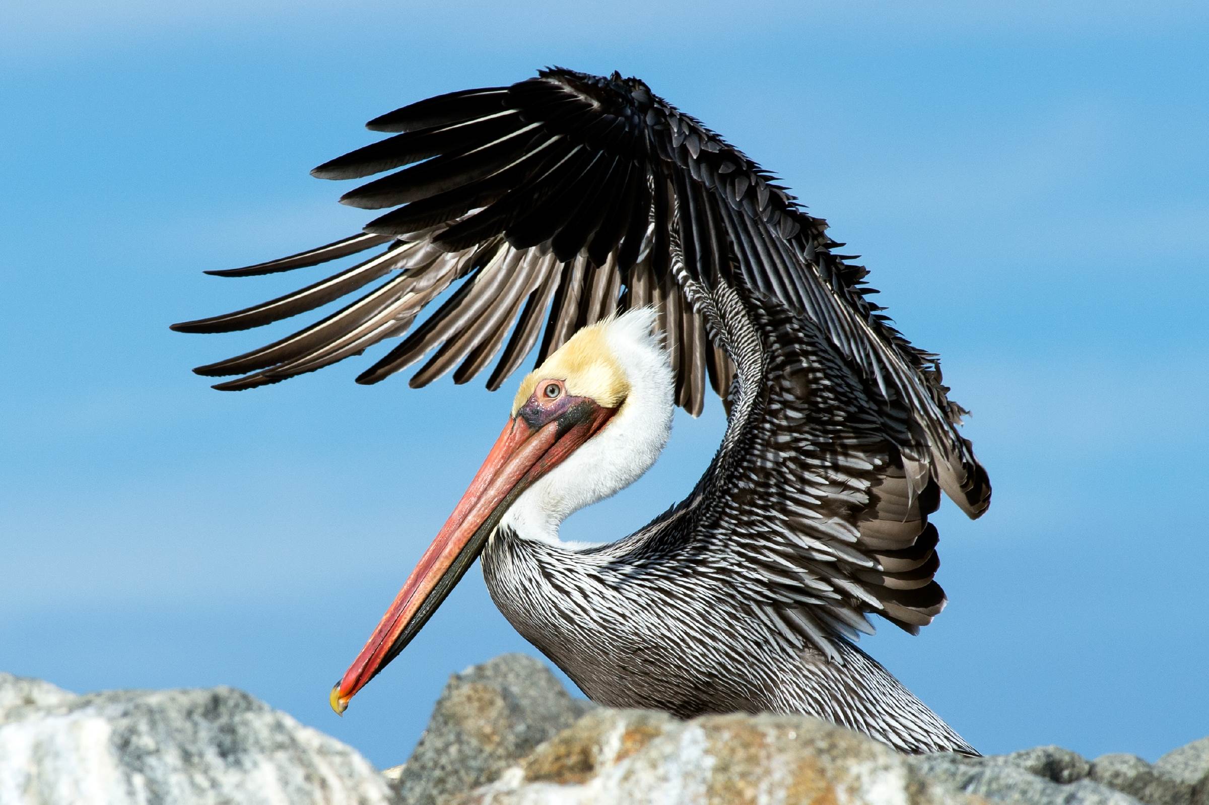 Brown pelican | Animals | Monterey Bay Aquarium