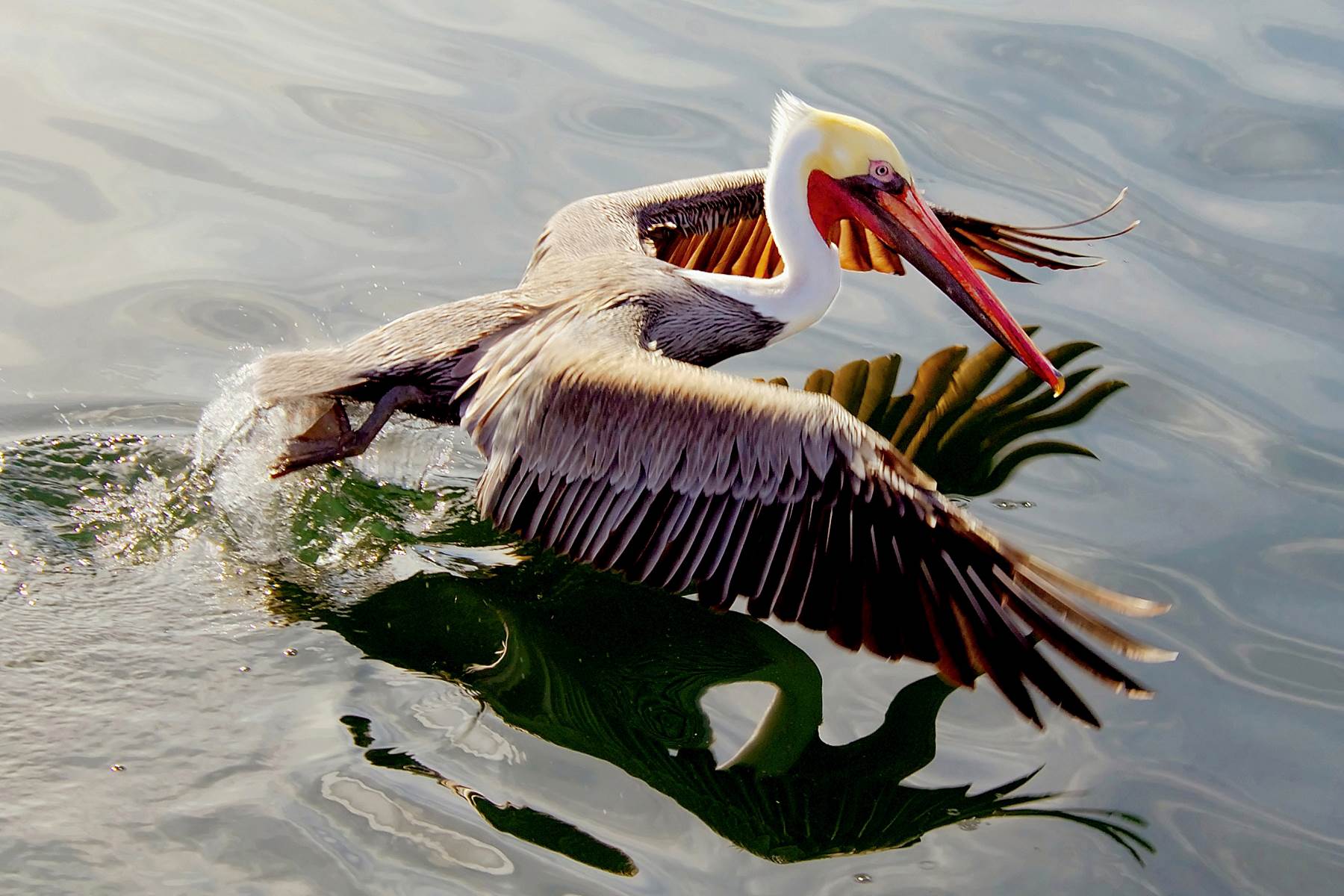Reefs and pilings | Habitats | Monterey Bay Aquarium