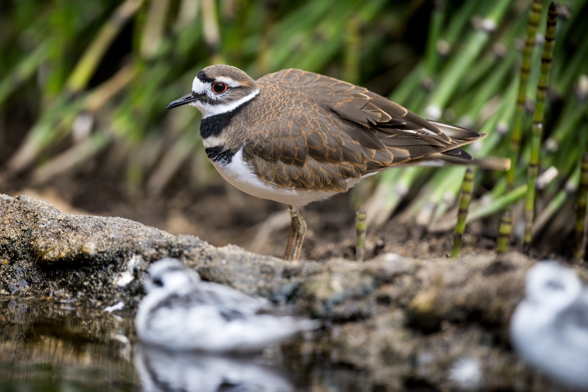 Killdeer | Animals | Monterey Bay Aquarium