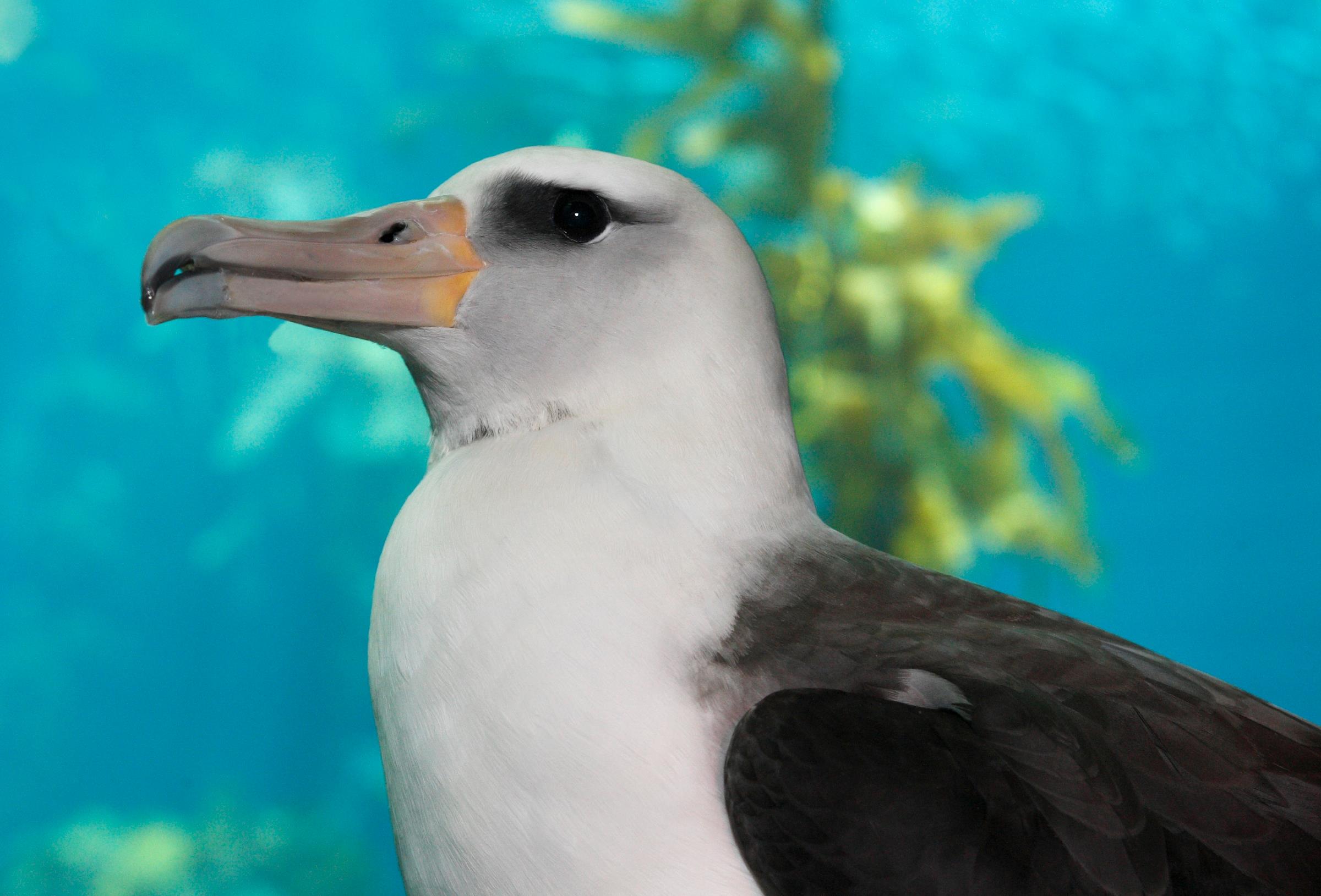Laysan albatross | Animals | Monterey Bay Aquarium