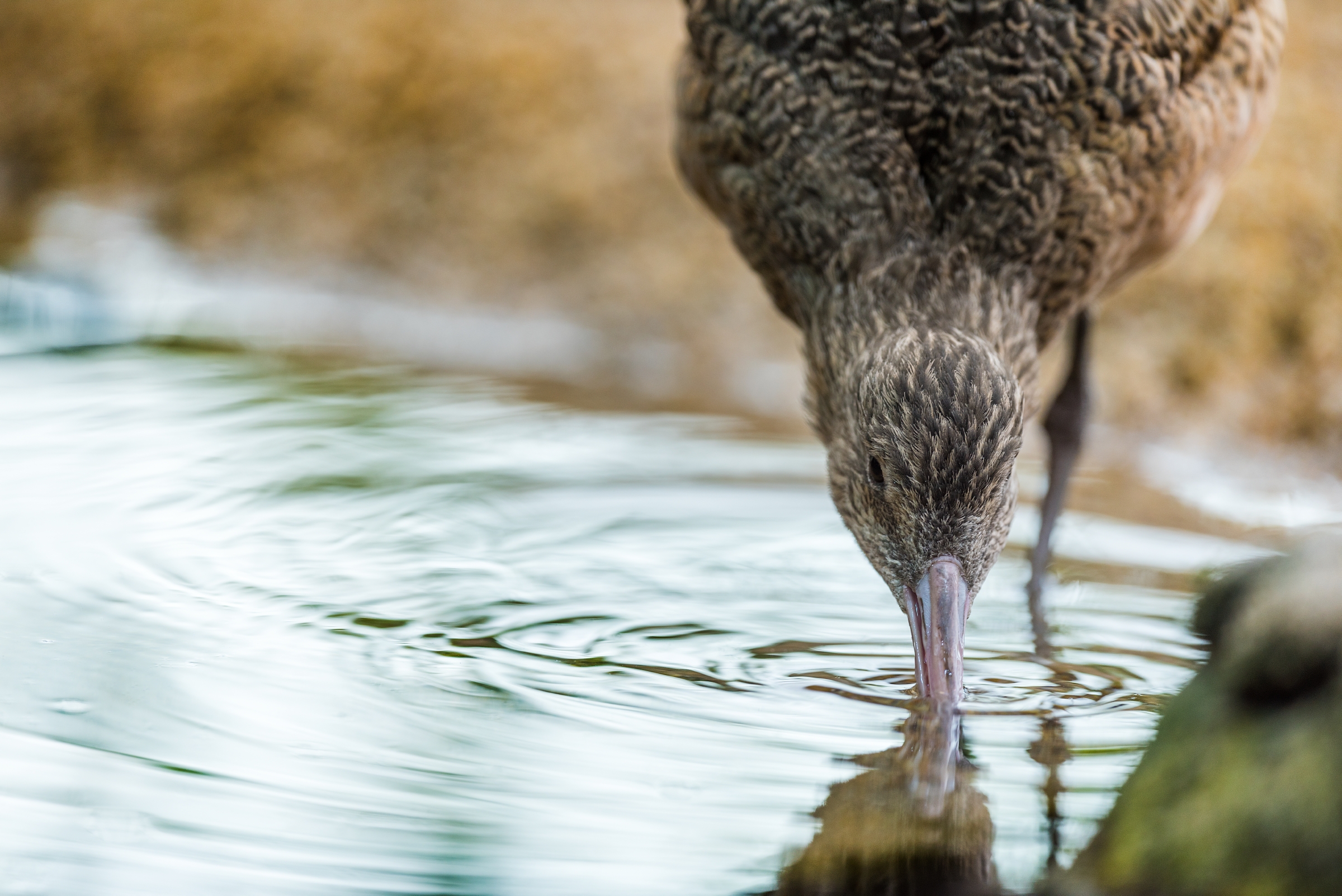 We go birdwatching for #BlackBirdersWeek | Stories | Monterey Bay Aquarium