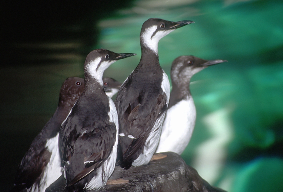 Common murre | Animals | Monterey Bay Aquarium