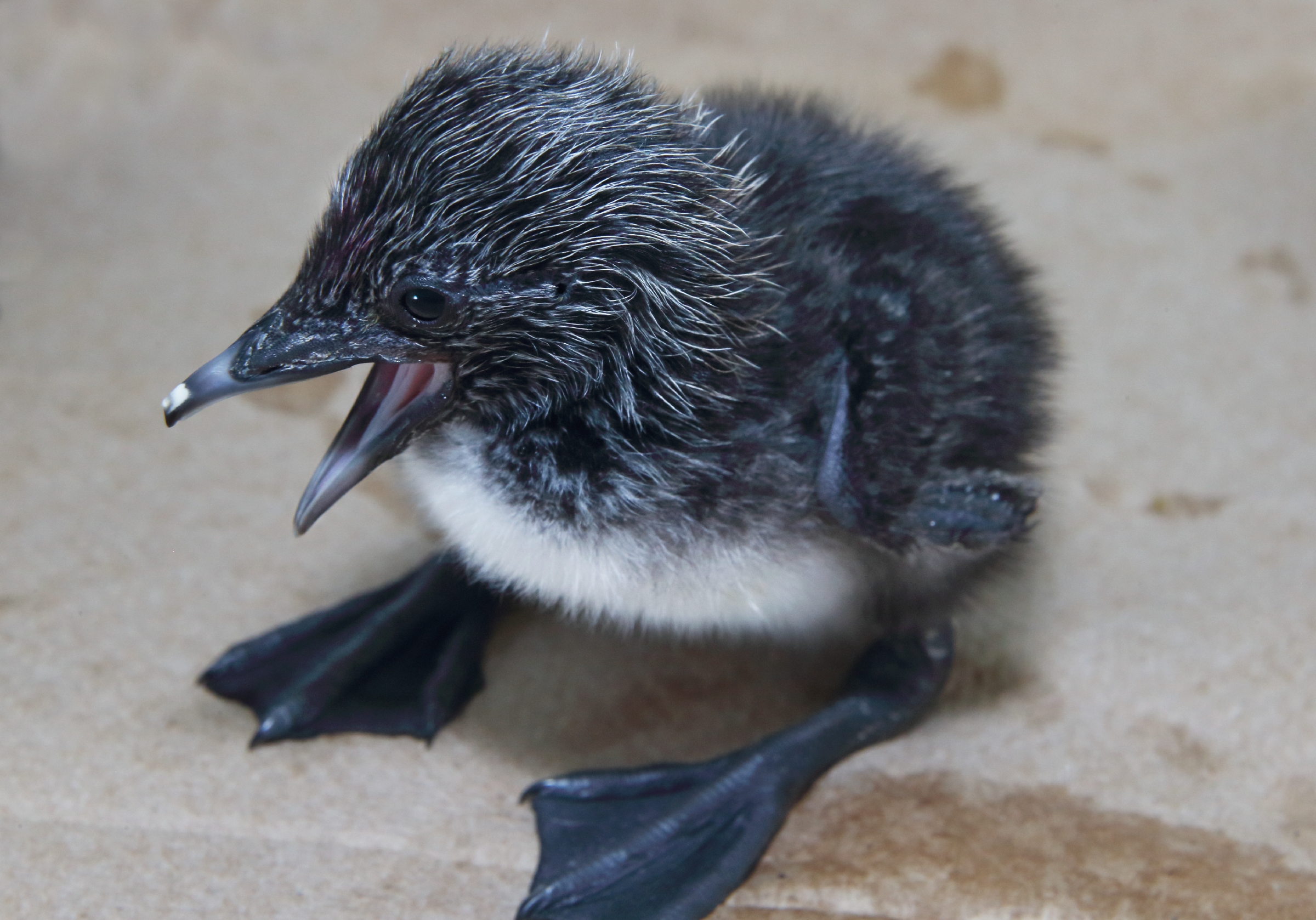 Animals | Monterey Bay Aquarium