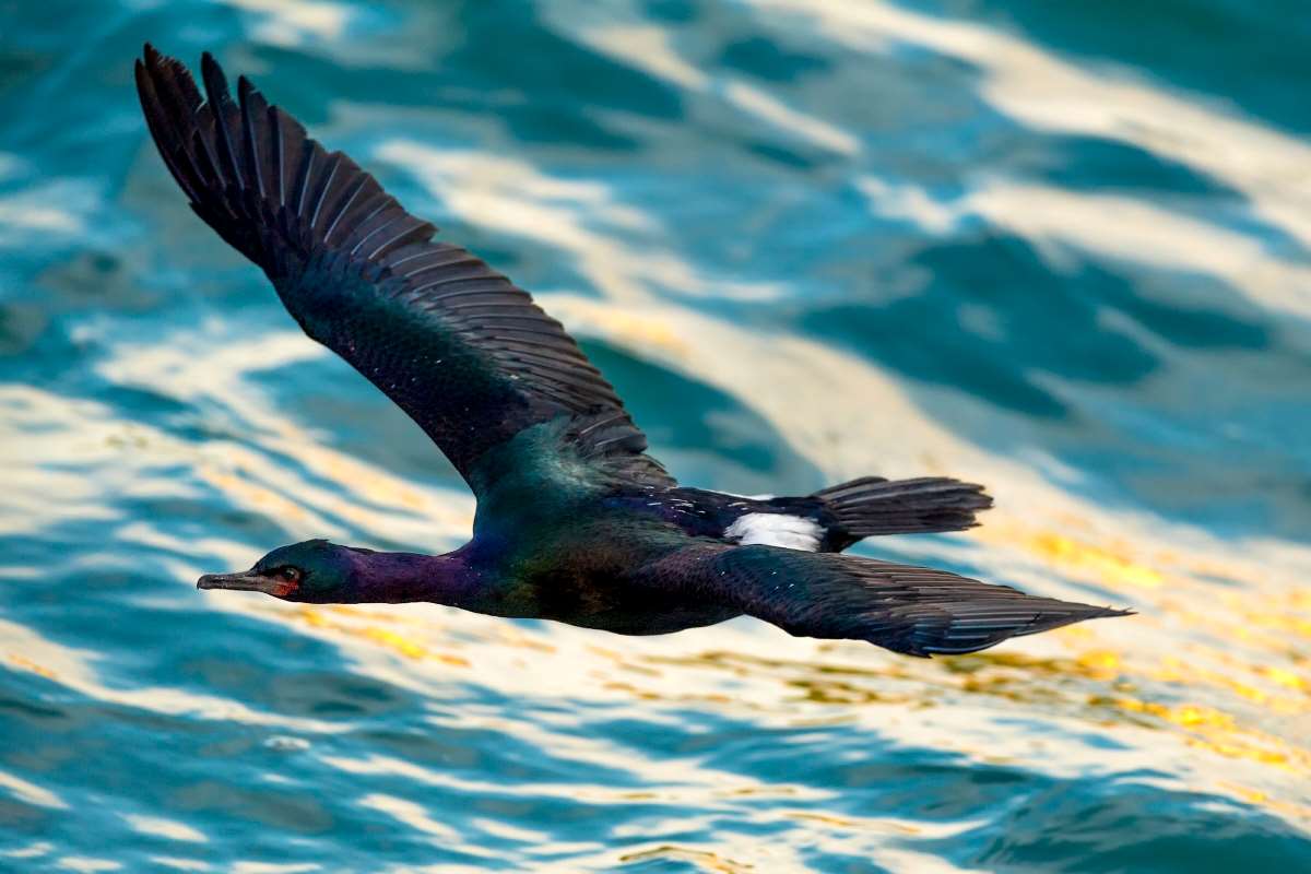 Pelagic cormorant | Animals | Monterey Bay Aquarium