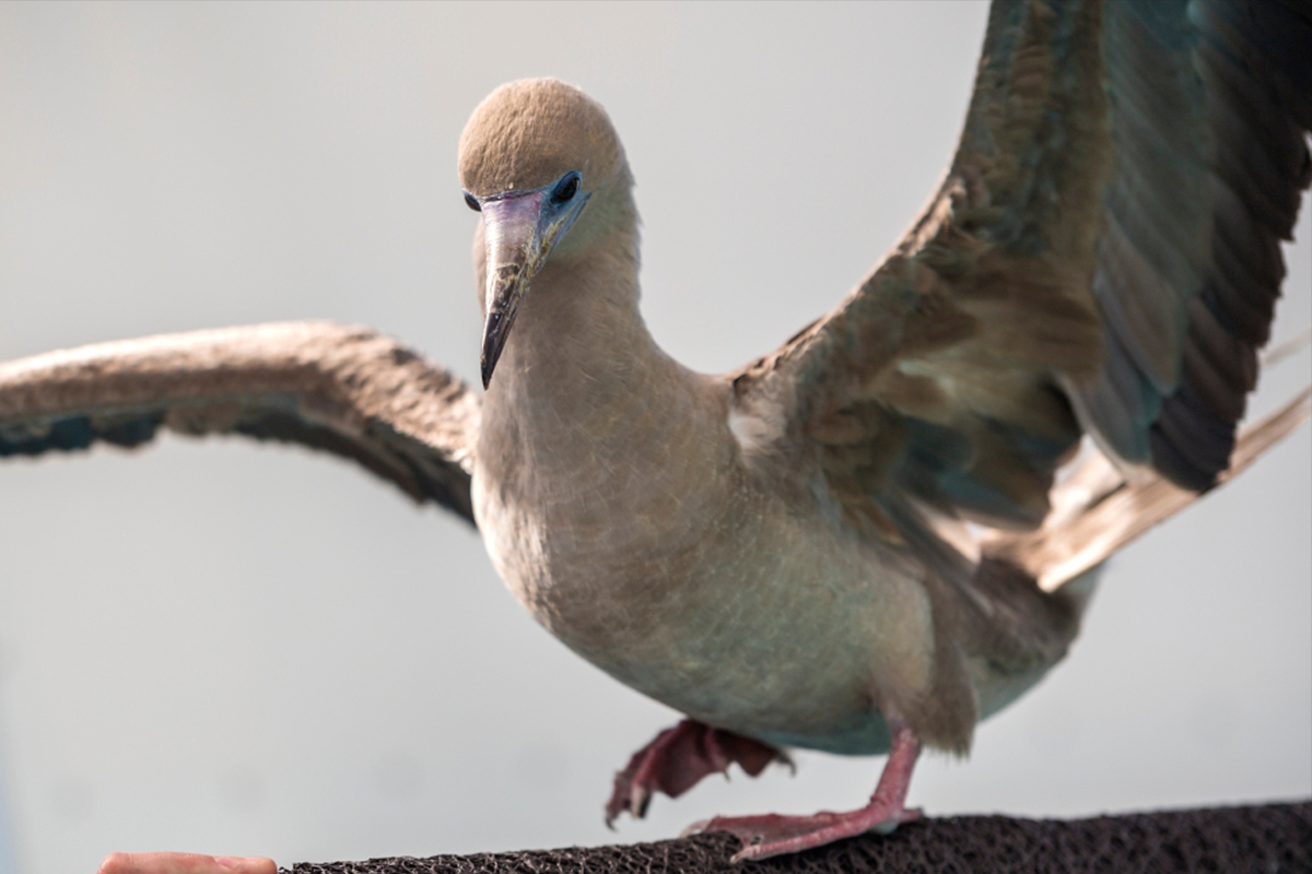Common murre | Animals | Monterey Bay Aquarium