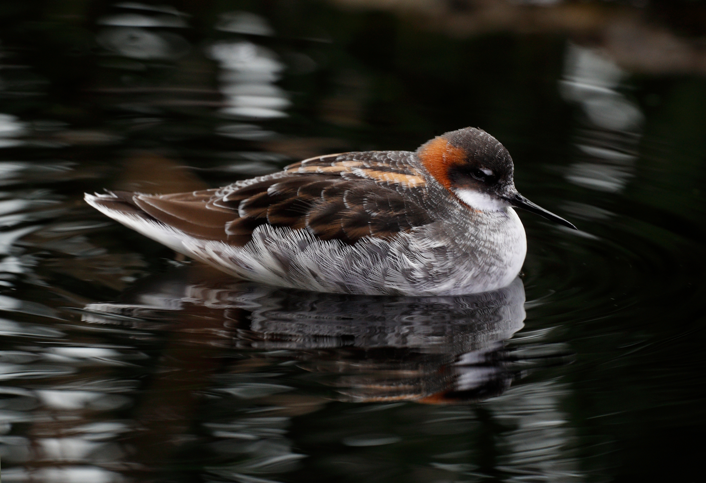 Red-necked phalarope | Animals | Monterey Bay Aquarium
