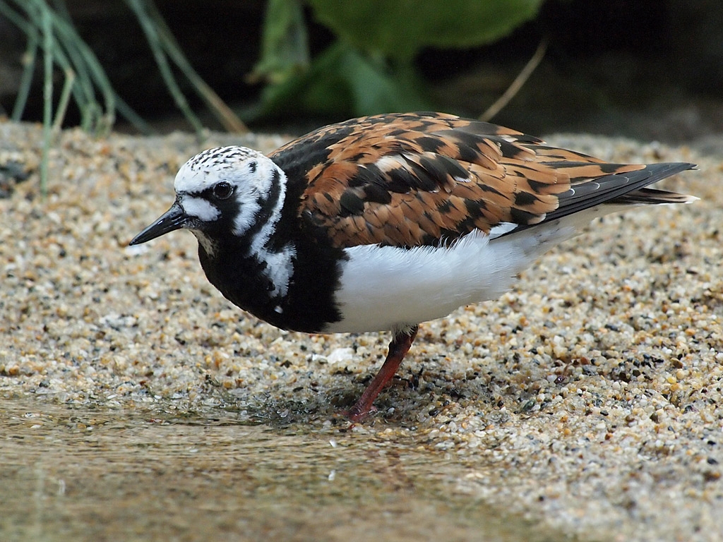 Ruddy turnstone | Animals | Monterey Bay Aquarium