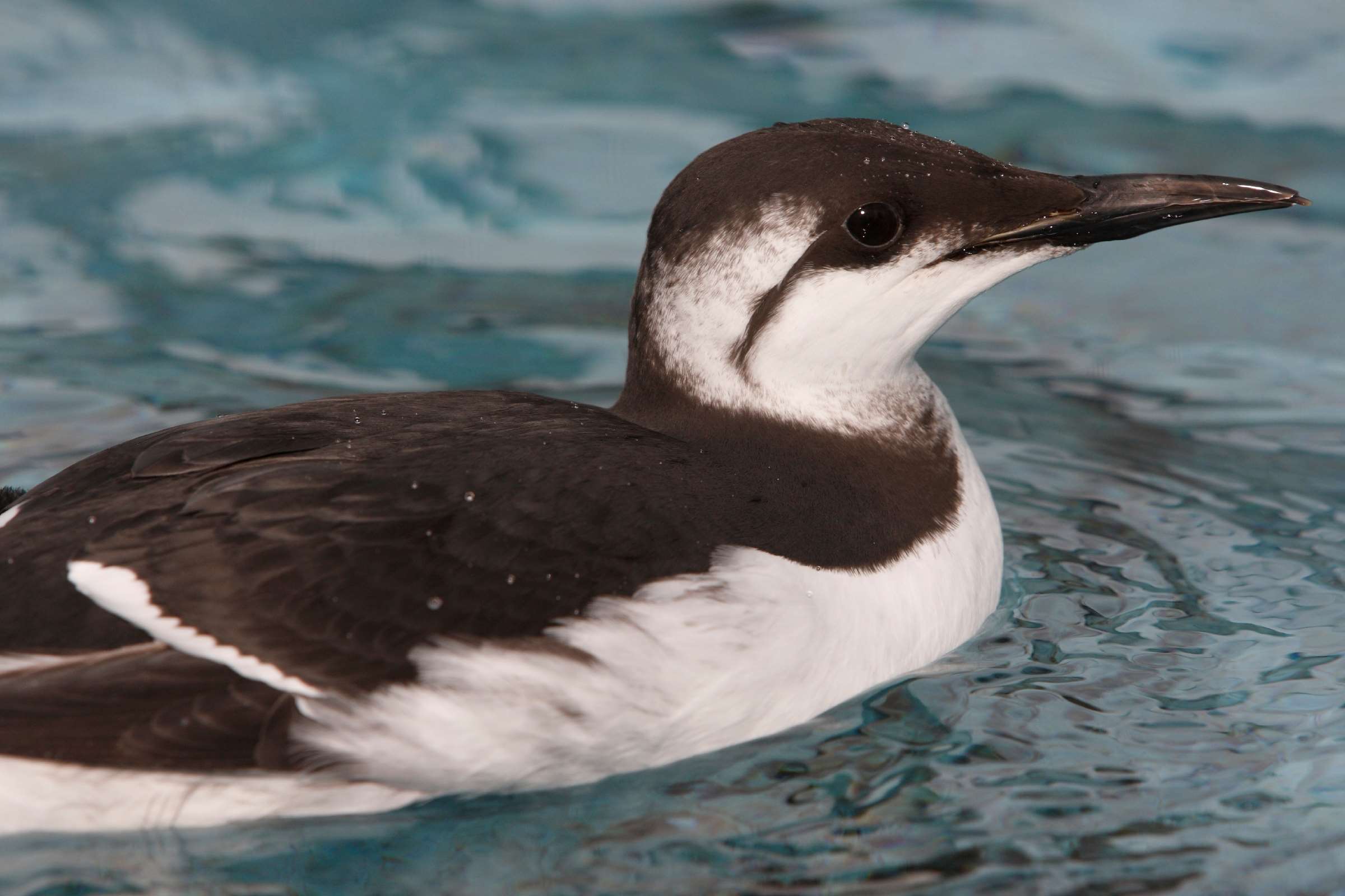 Common murre | Animals | Monterey Bay Aquarium
