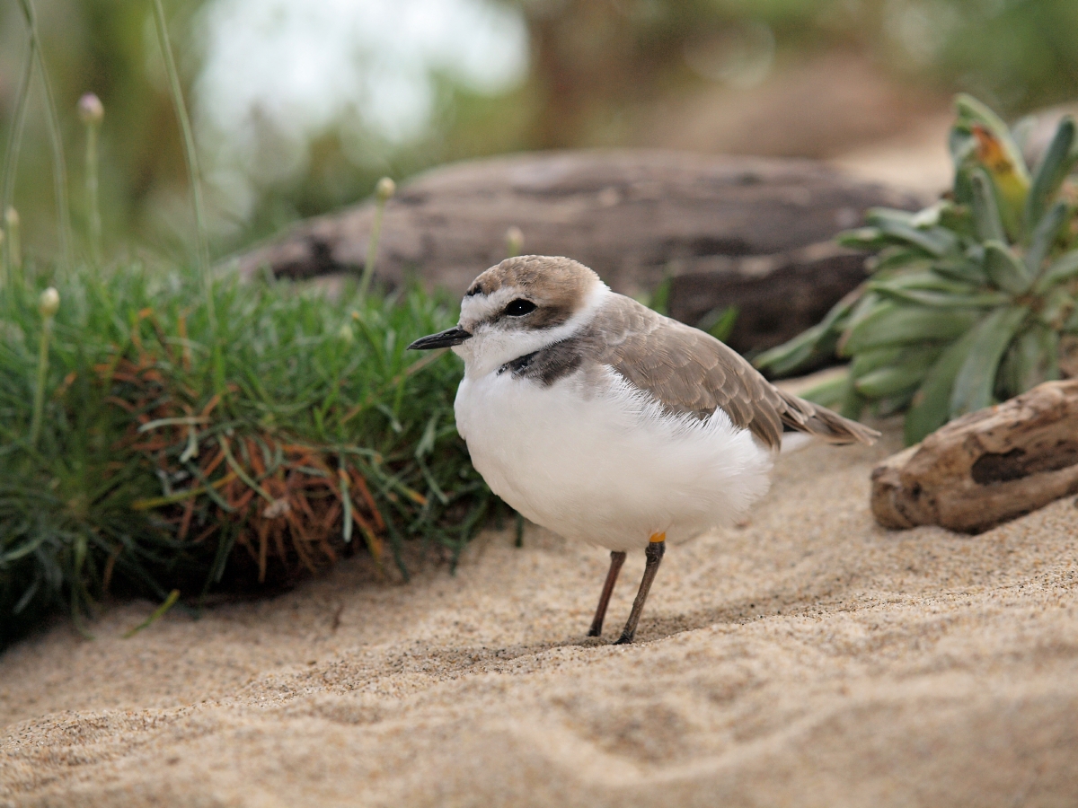 Snowy plover | Animals | Monterey Bay Aquarium