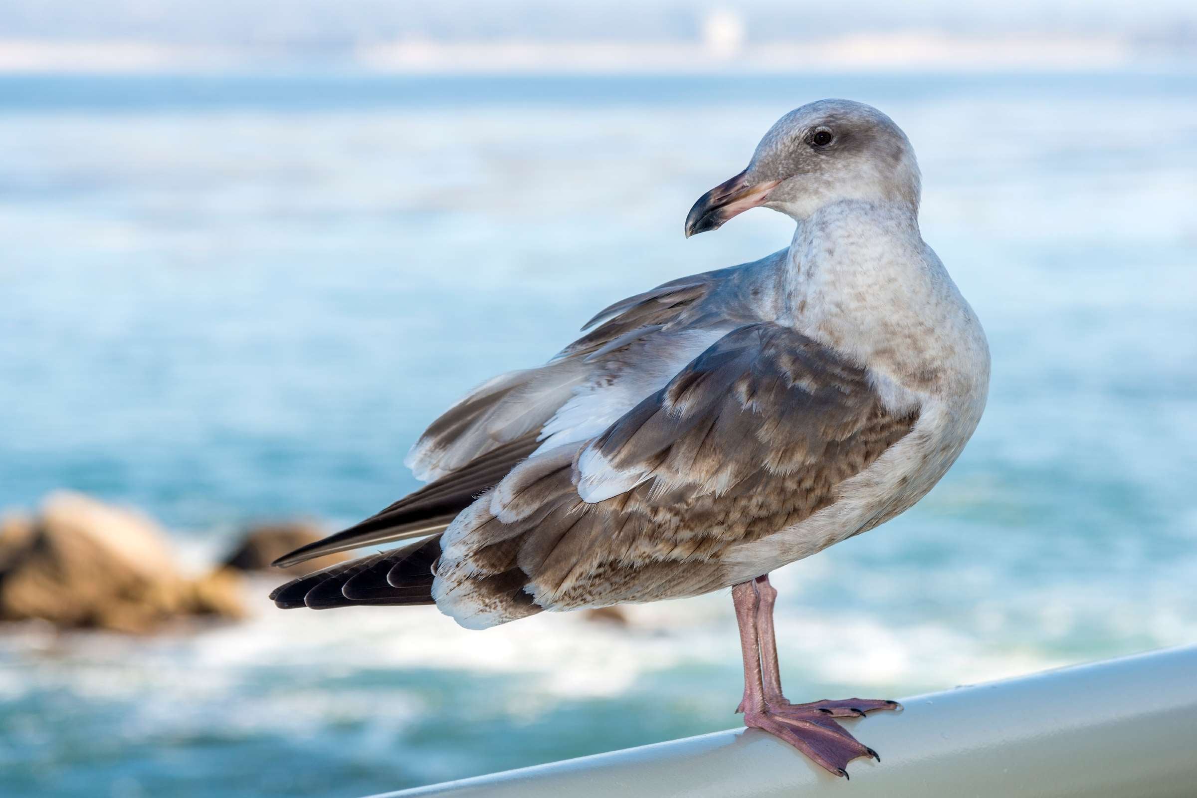 Western gull | Animals | Monterey Bay Aquarium