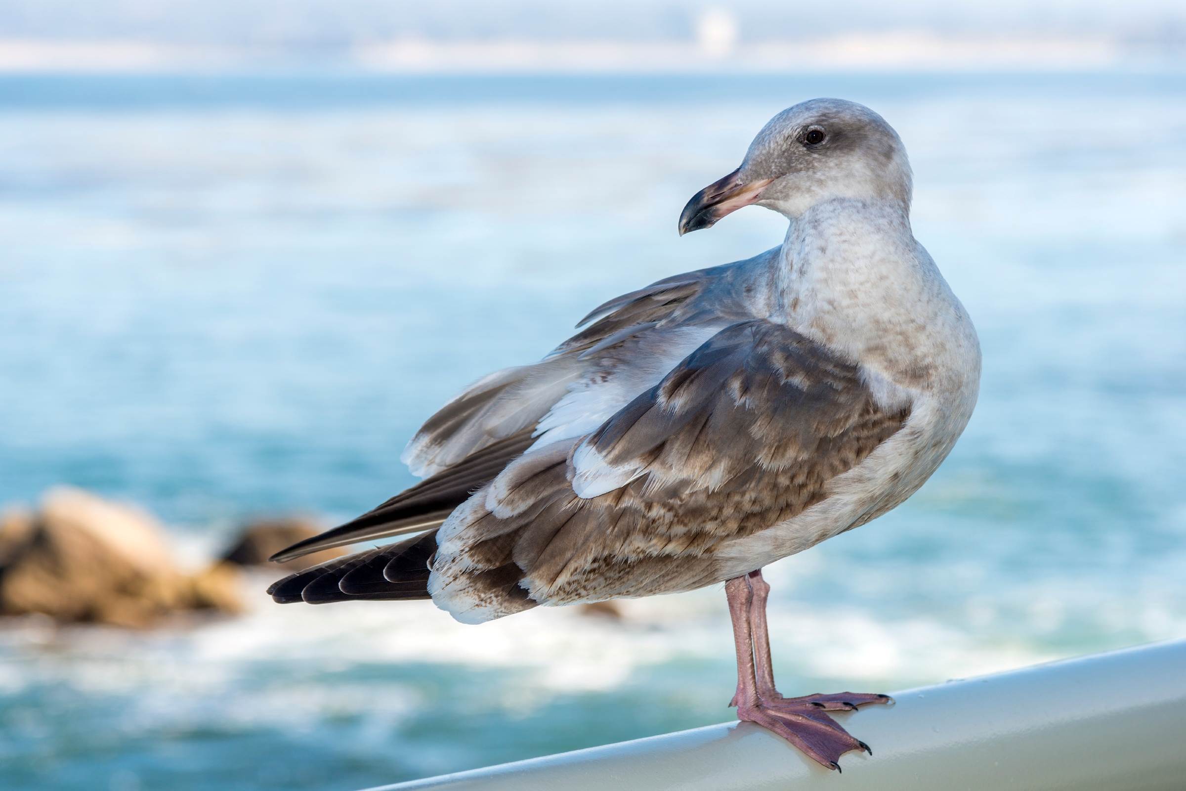 Western gull | Animals | Monterey Bay Aquarium