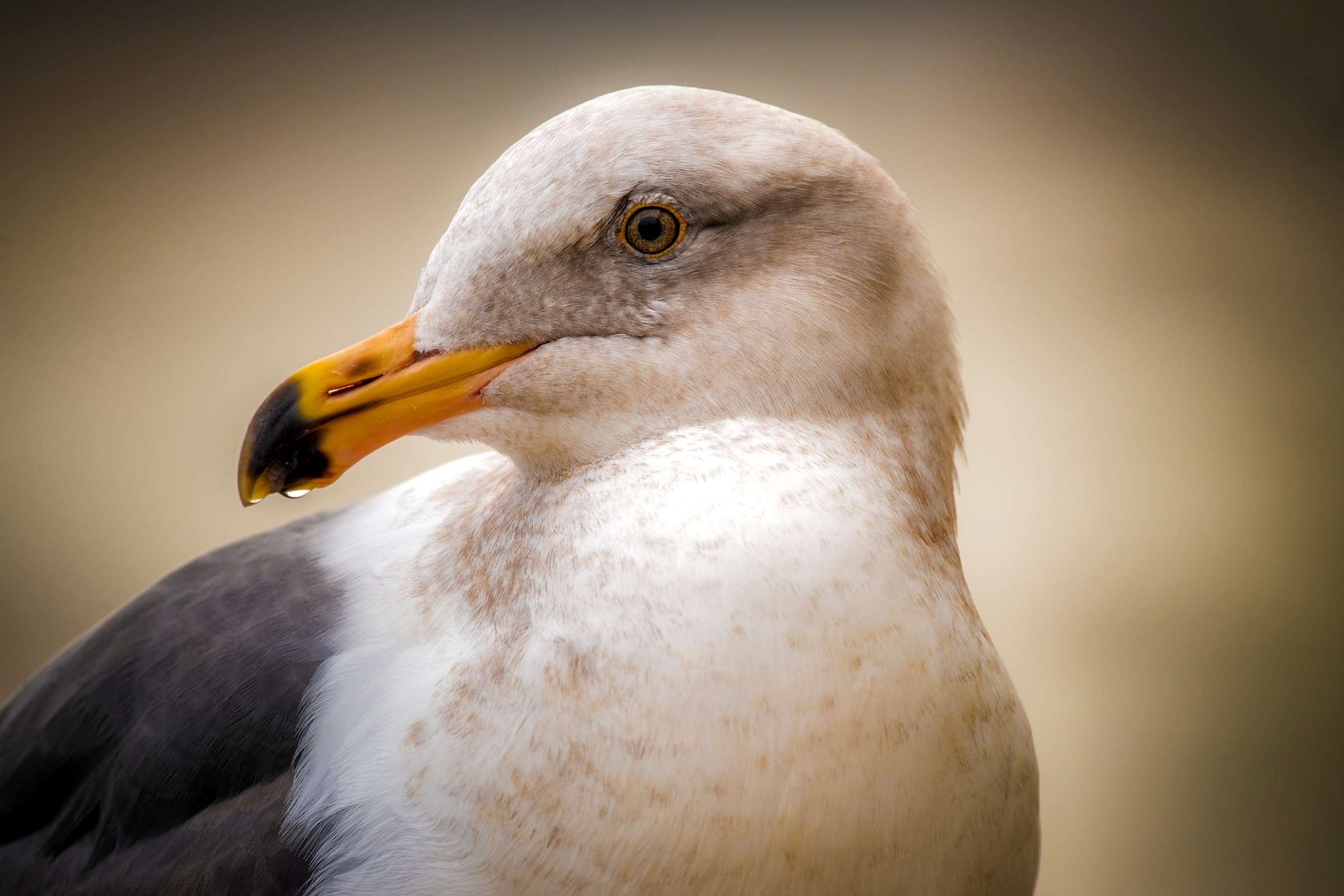 Western gull | Animals | Monterey Bay Aquarium