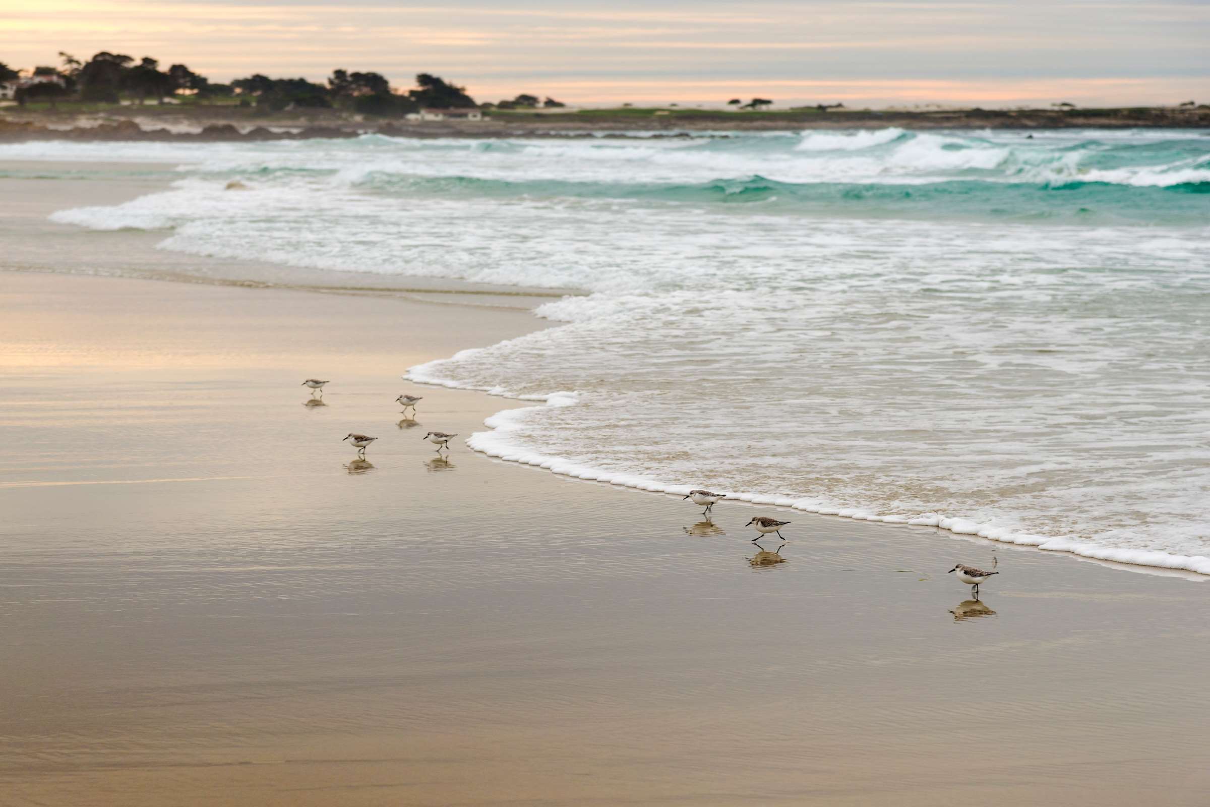Curriculum 3-5 | Find your beach | Monterey Bay Aquarium