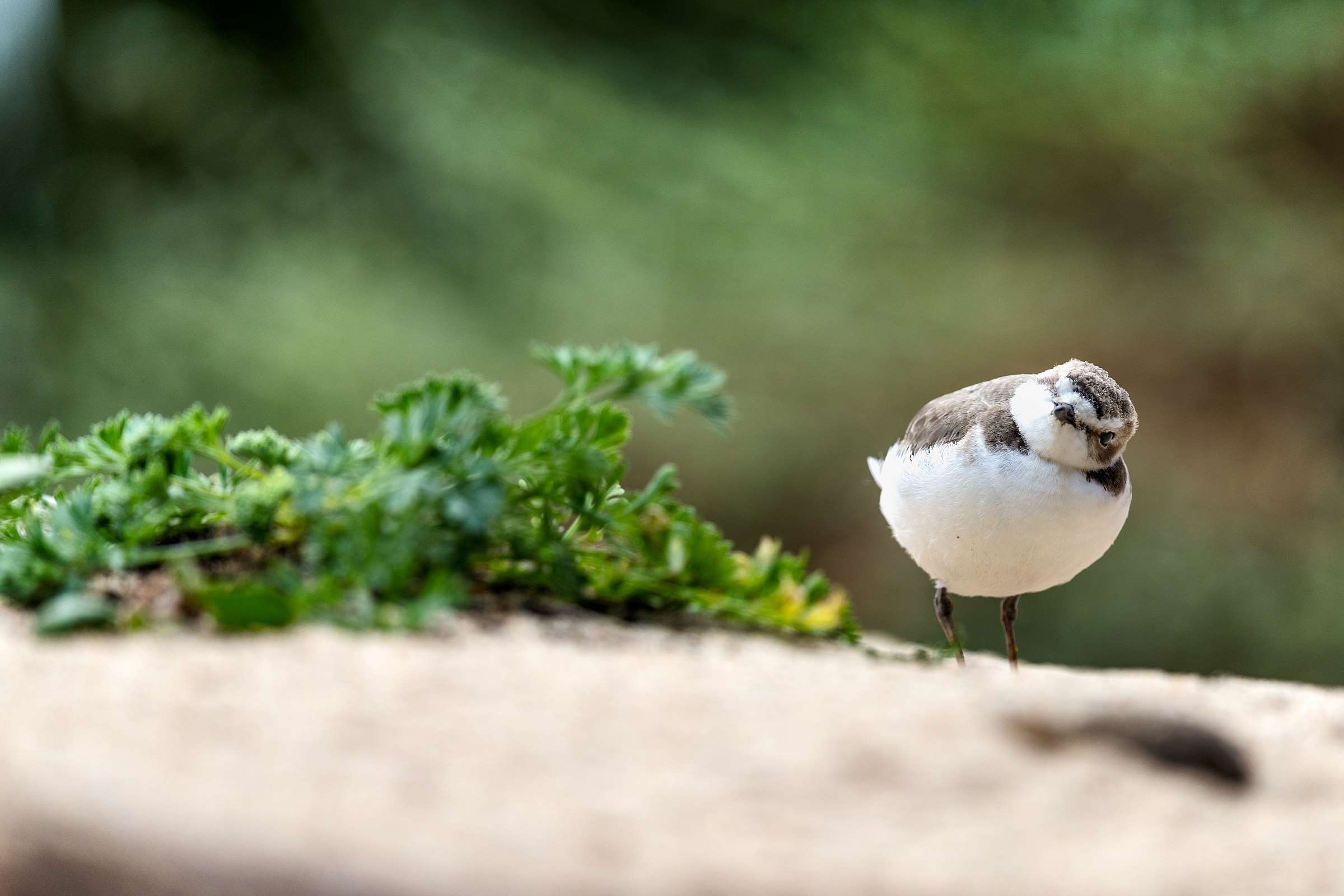 Snowy plover | Animals | Monterey Bay Aquarium