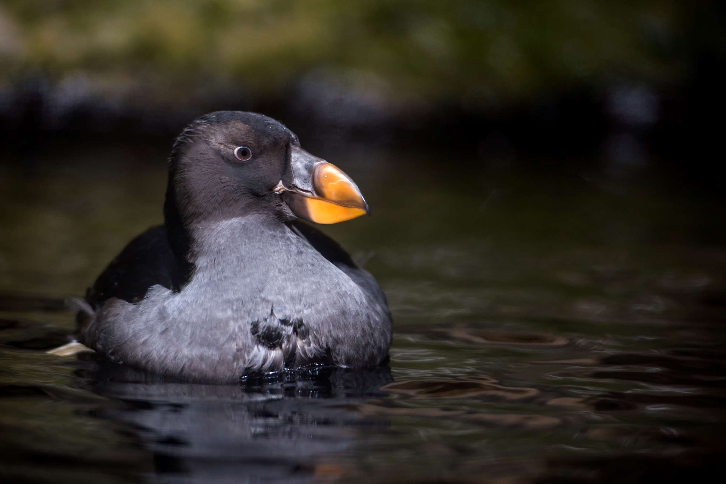 Tufted puffin | Animals | Monterey Bay Aquarium