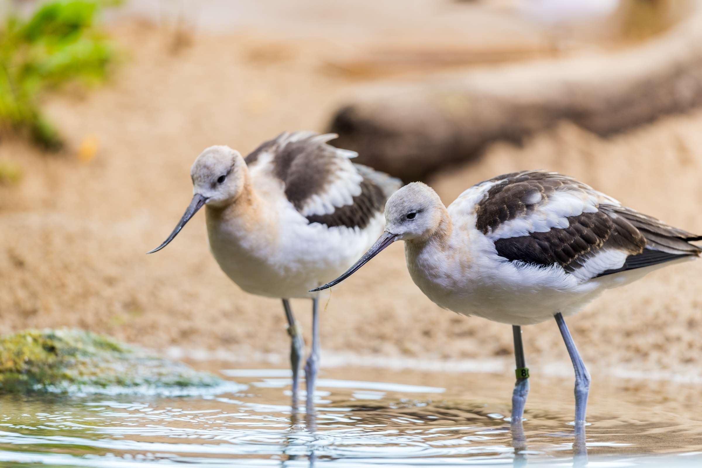 Sandy Shore & Aviary | Exhibit | Monterey Bay Aquarium