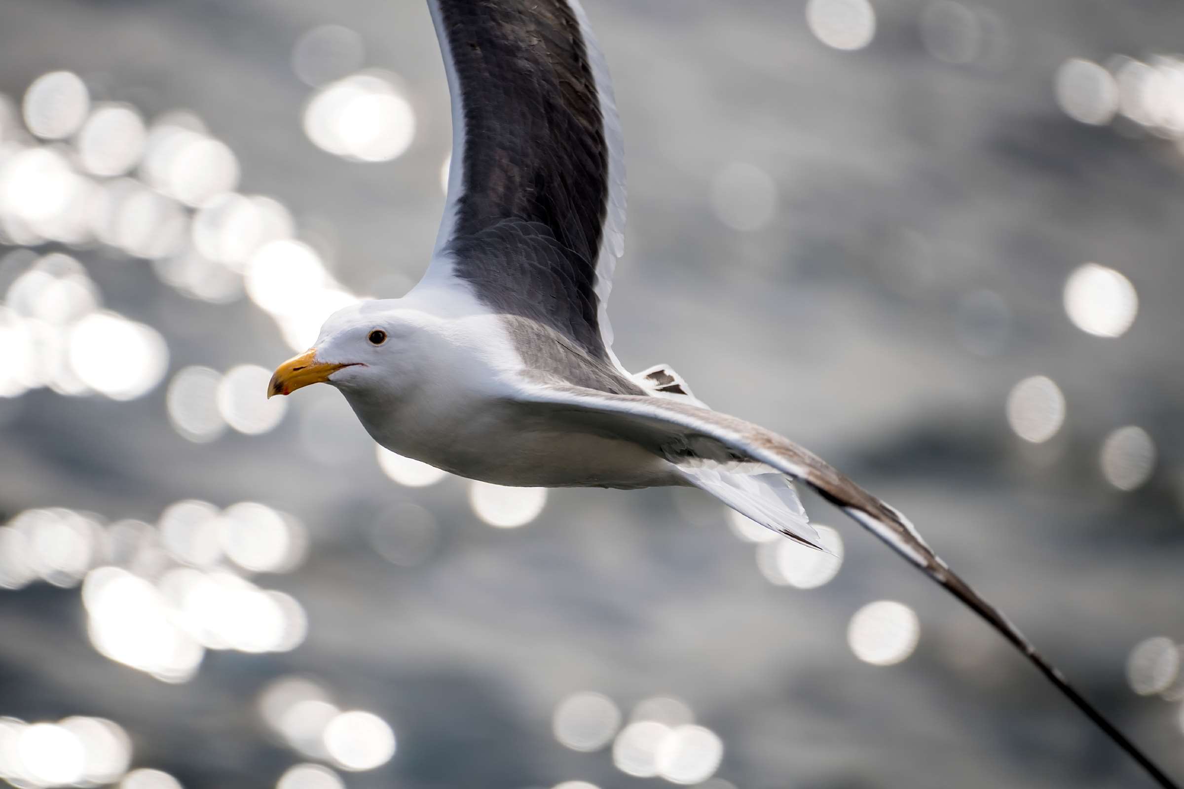 Western gull | Animals | Monterey Bay Aquarium