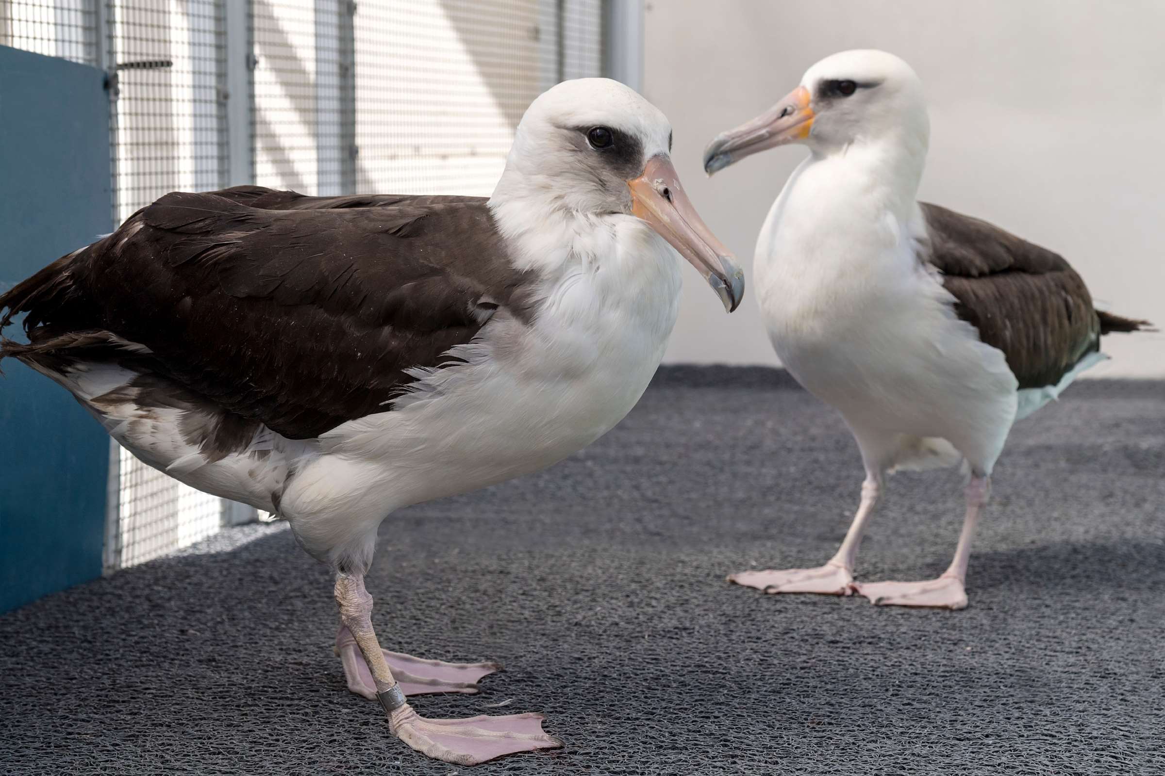Laysan albatross | Animals | Monterey Bay Aquarium
