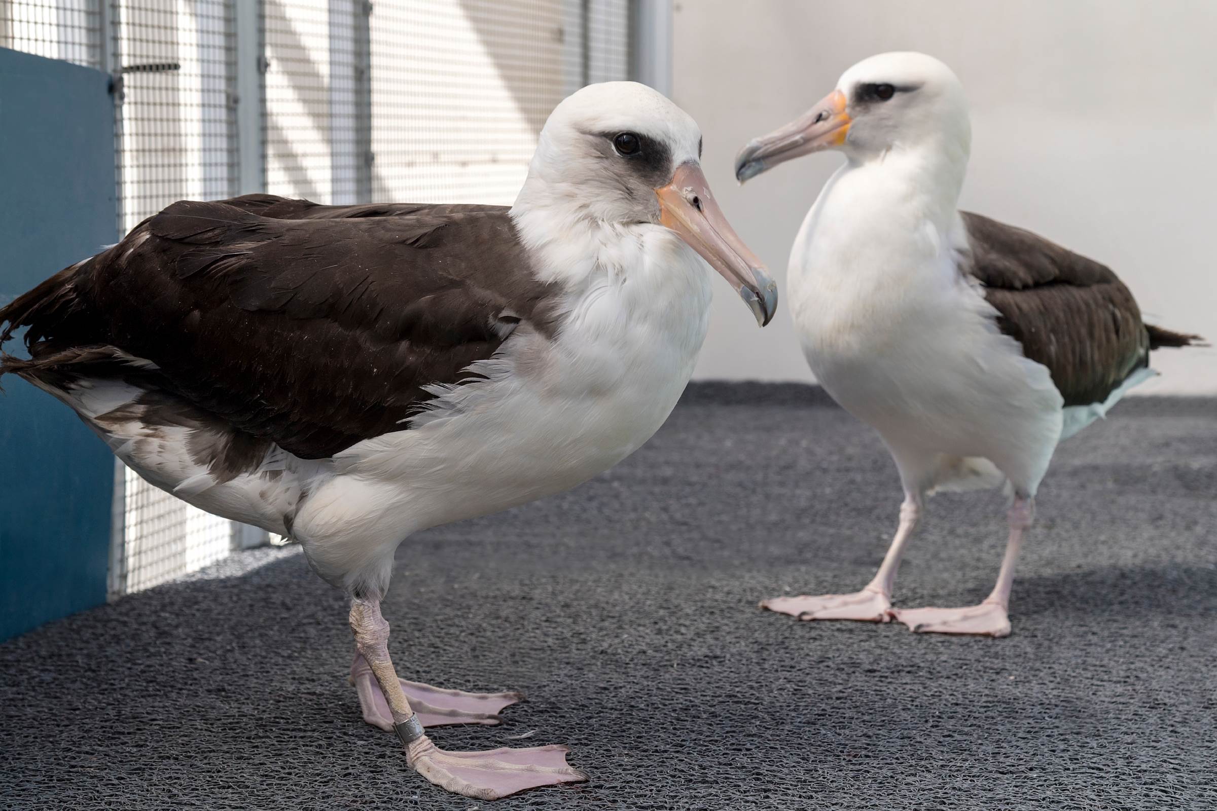 Laysan albatross | Animals | Monterey Bay Aquarium