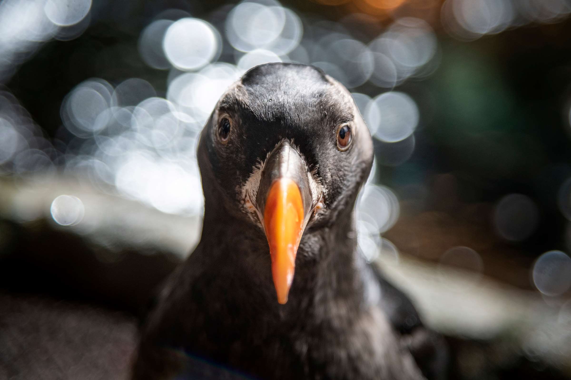 Egg-citing news! New puffin chick hatches | Stories | Monterey Bay Aquarium